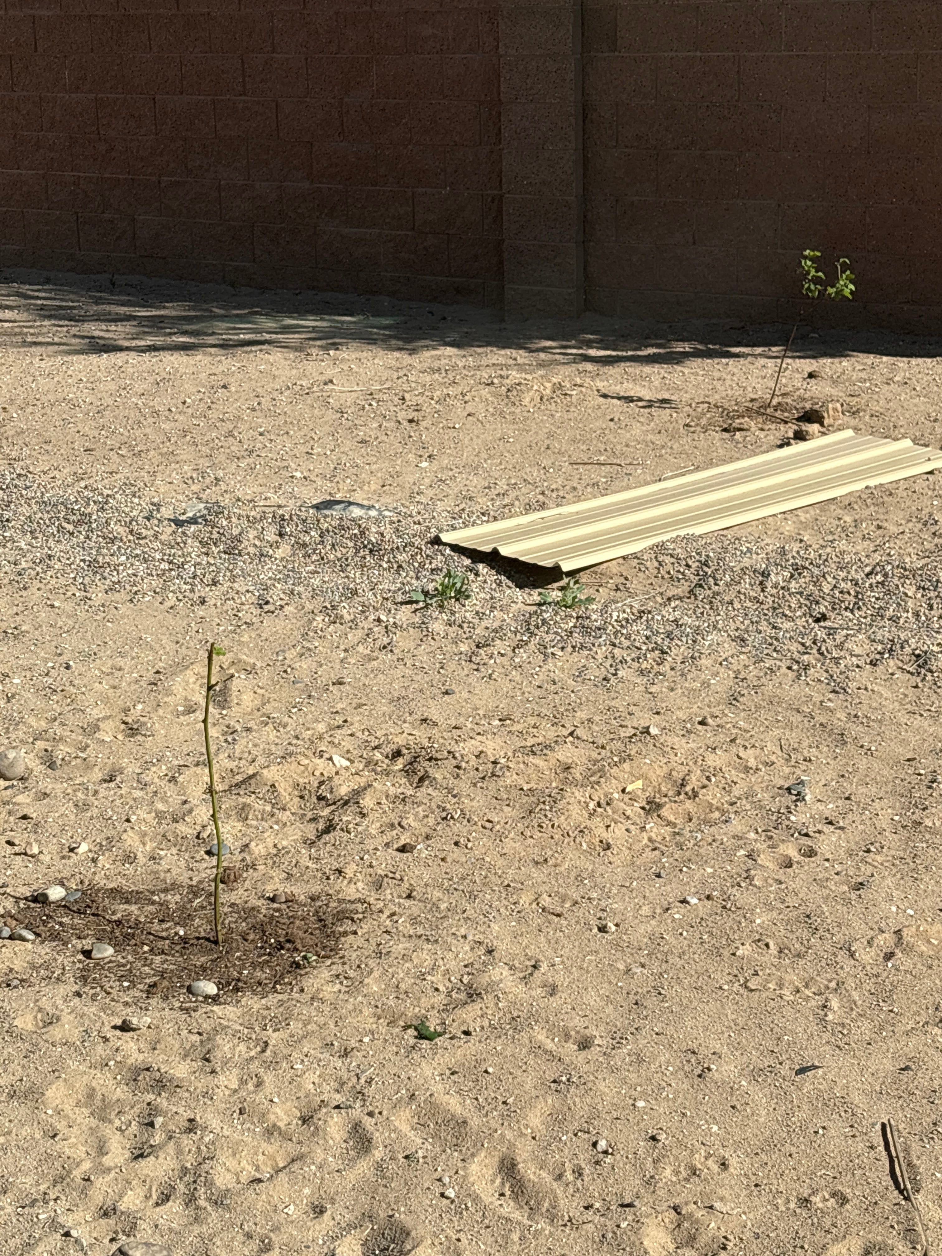 Key Milestones in Bramble Growth 🍇