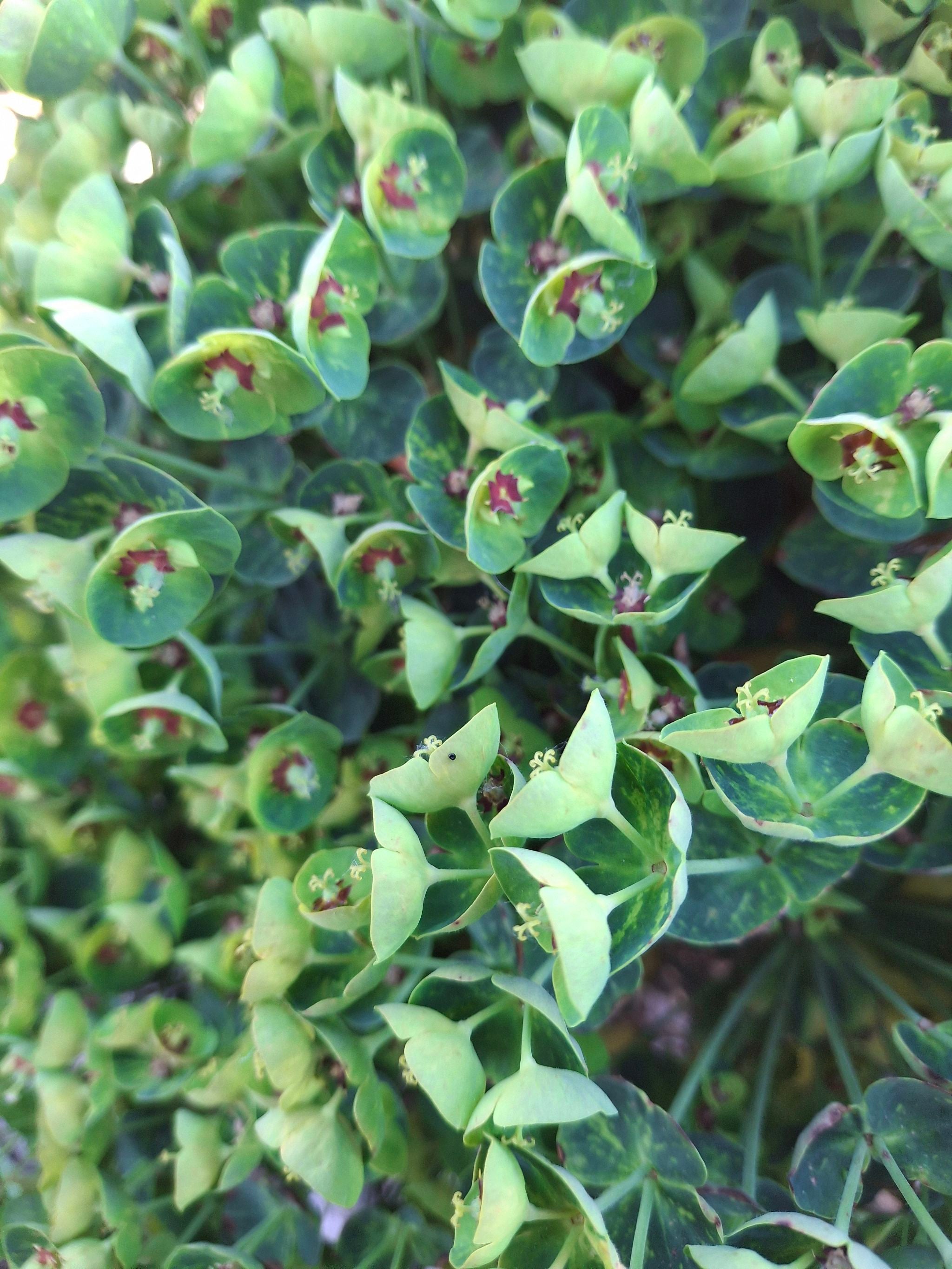 9 Outdoor Care Tips for Baseball Plant ⚾️