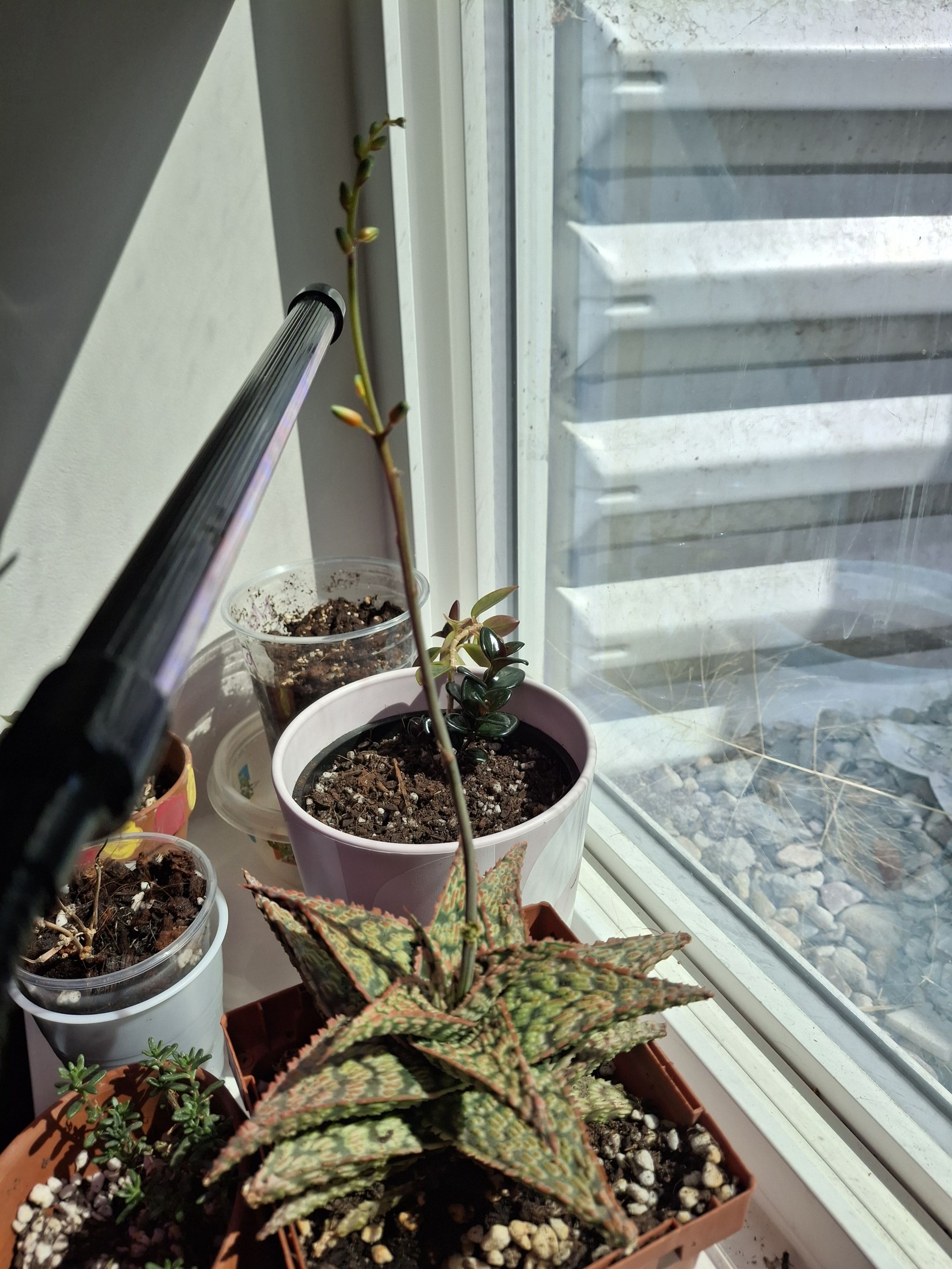 Aloe 'T-Rex' Plant Care: Water, Light, Nutrients | Greg App 🌱