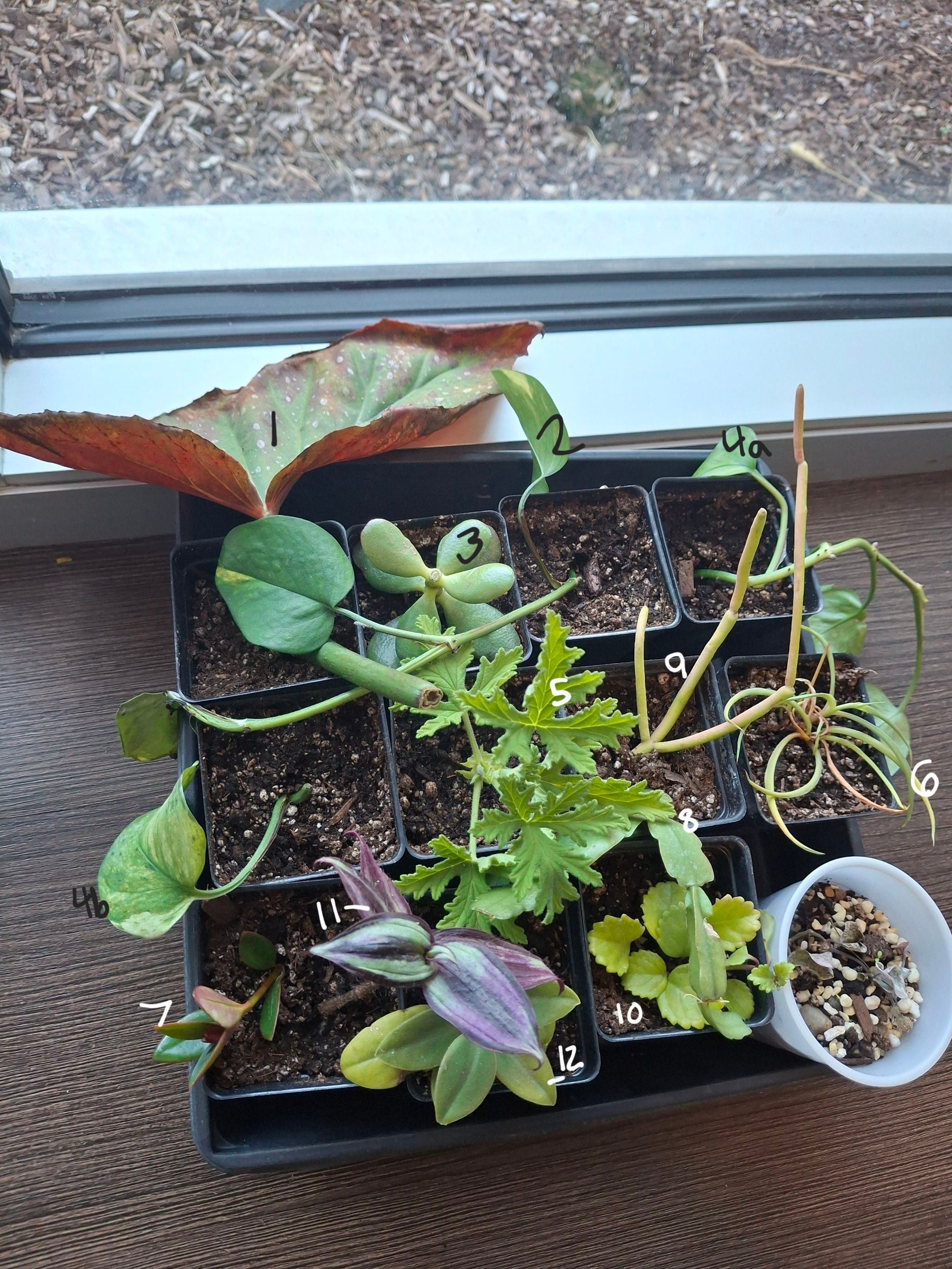 Plant ID for several new cuttings