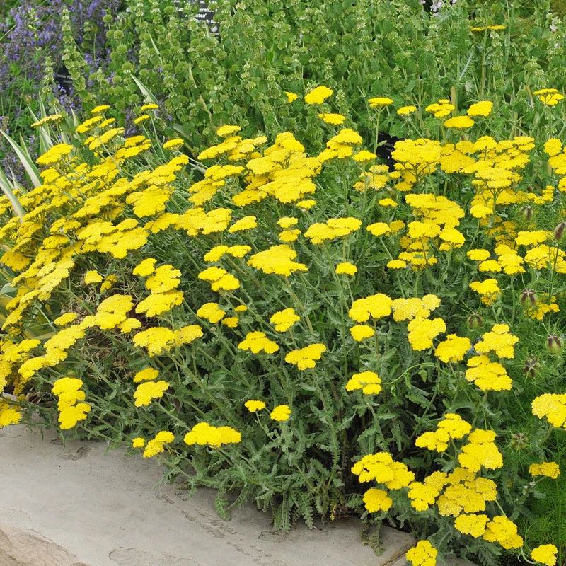 Achillea 'Moonshine' Plant Care: Water, Light, Nutrients | Greg App 🌱