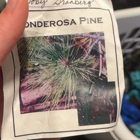 The Complete Ponderosa Pine 'Pendula' Plant Care Guide: Water, Light ...