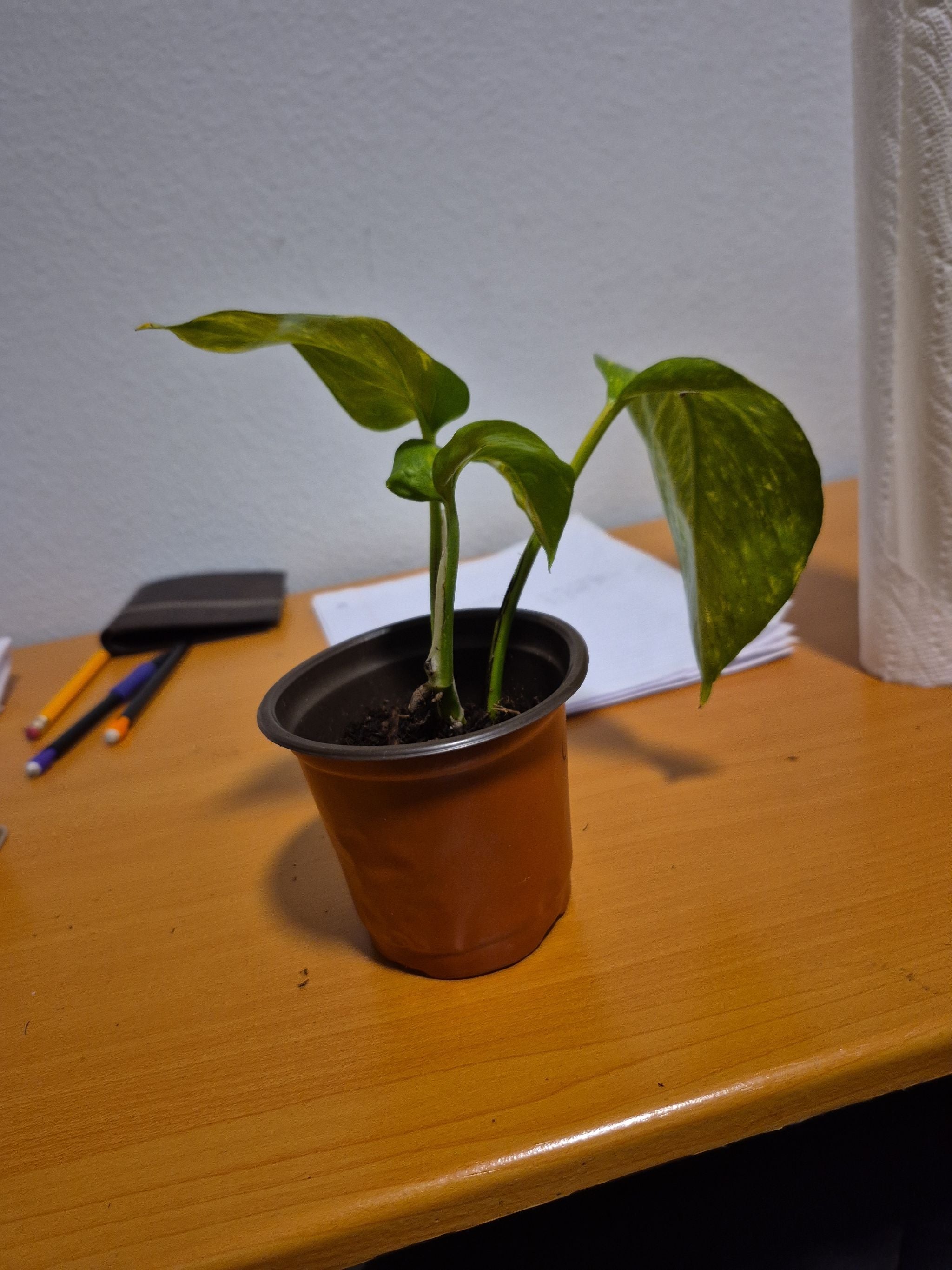 The Complete Golden Pothos Plant Care Guide: Water, Light & Beyond