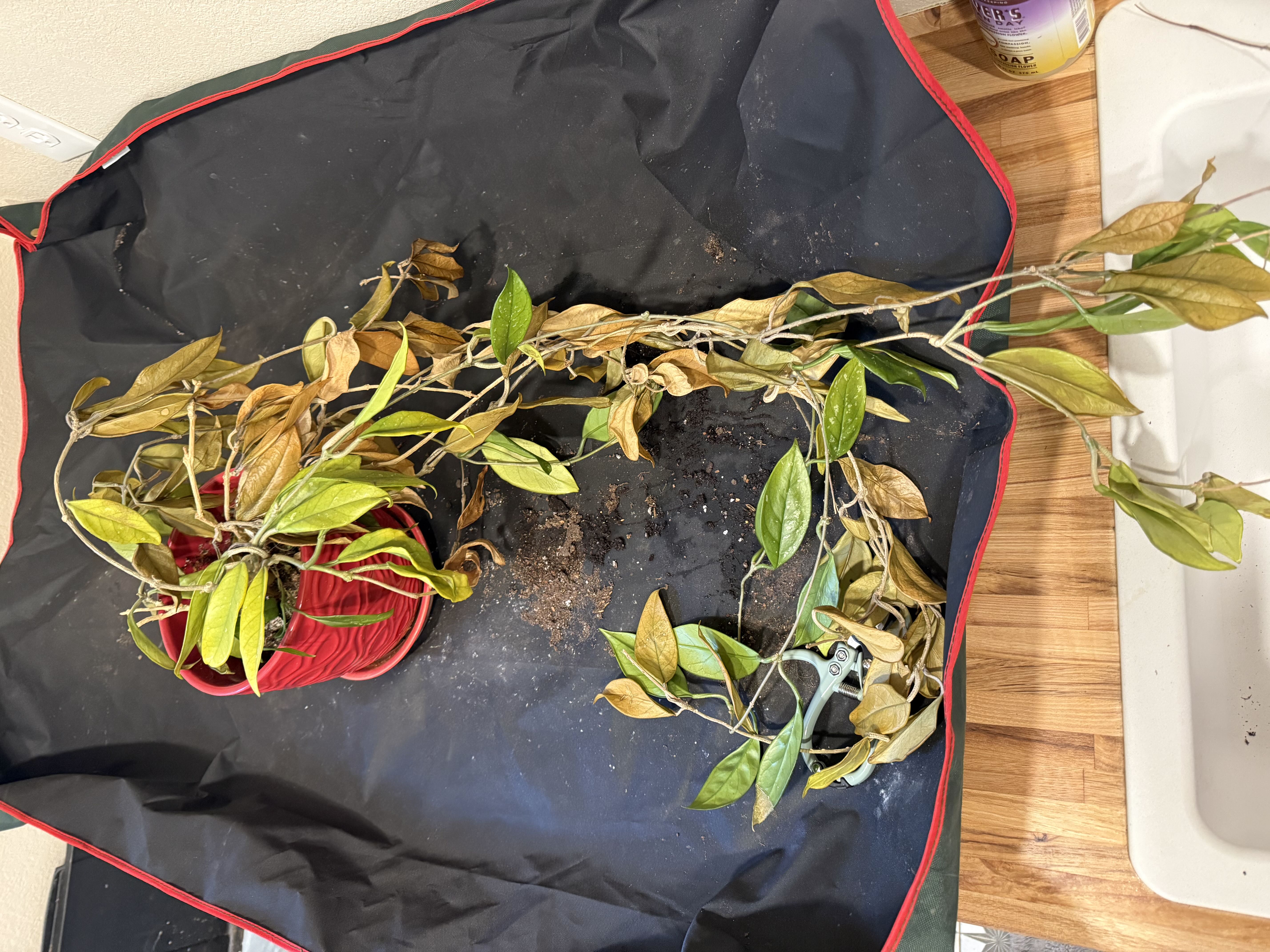Why Are My Hoya multiflora 'Variegata' Leaves Curling?