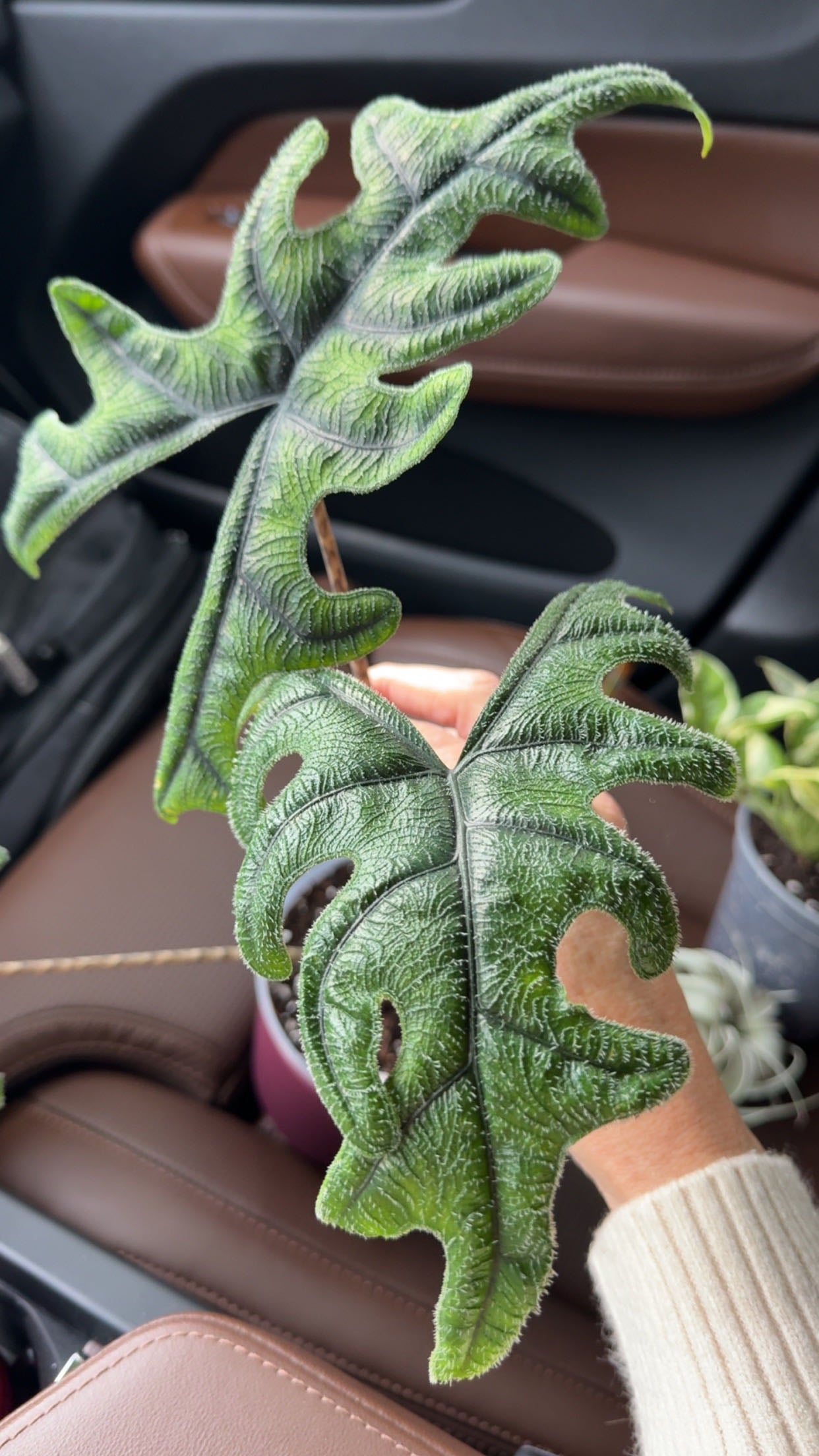 The Complete Alocasia 'Venom' Plant Care Guide: Water, Light & Beyond