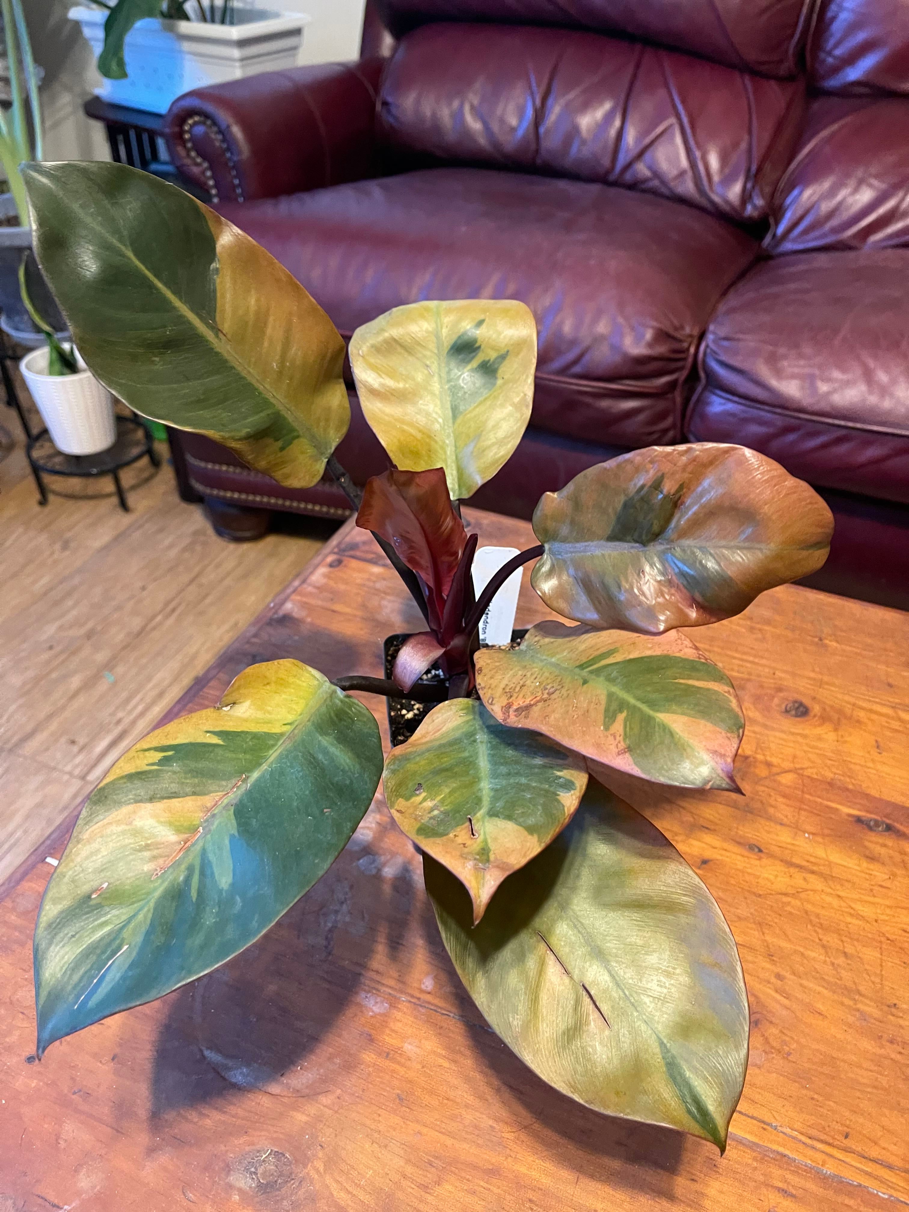 Keep Your Rudolph Philodendron Alive: Light, Water & Care Instructions