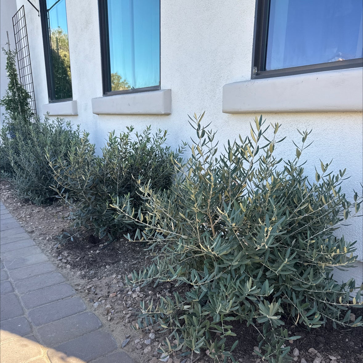 Keep Your Little Ollie Dwarf Olive Alive: Light, Water & Care Instructions