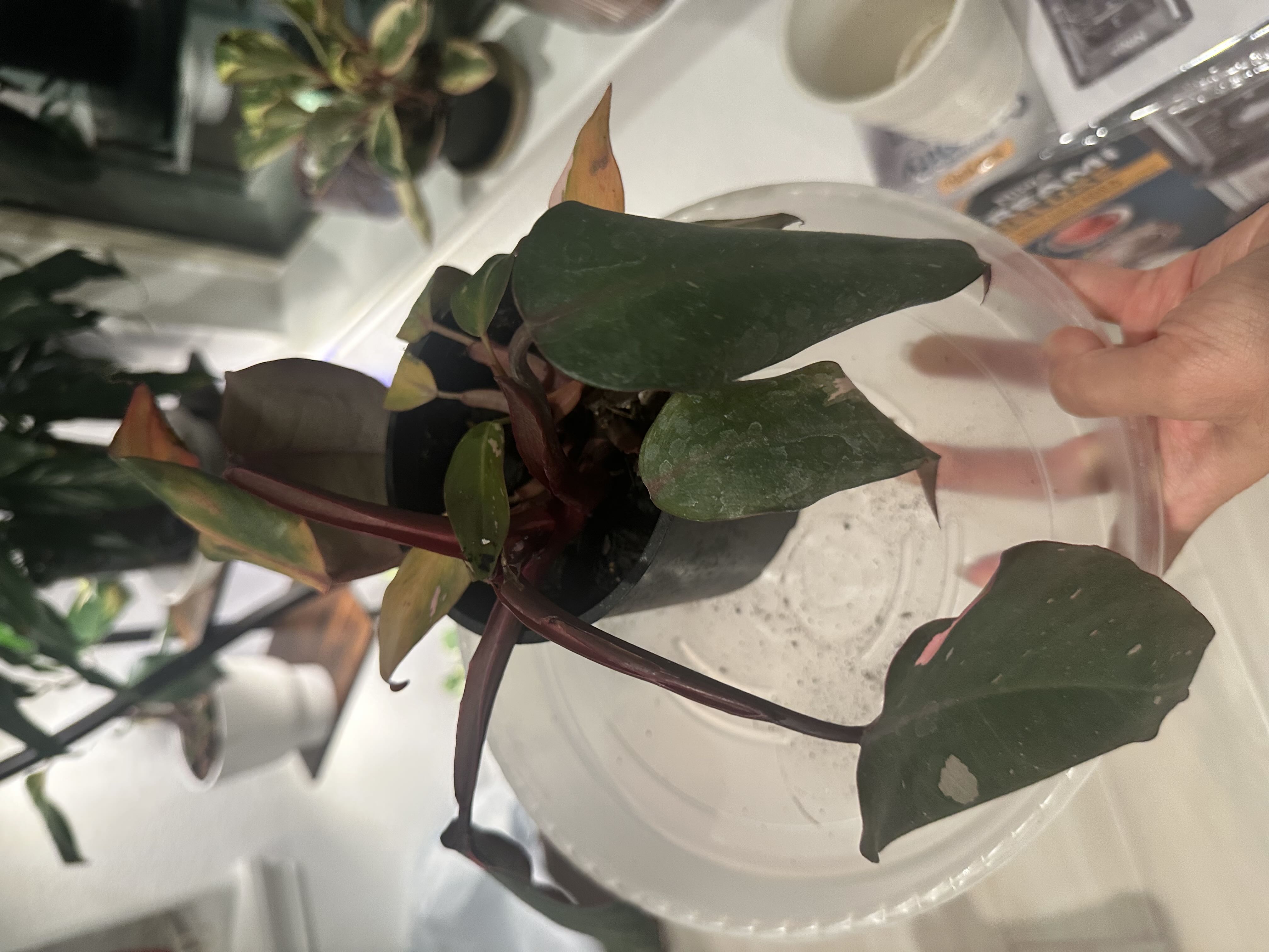 👑 Philodendron 'Burgundy Princess': Not an Invasive Plant