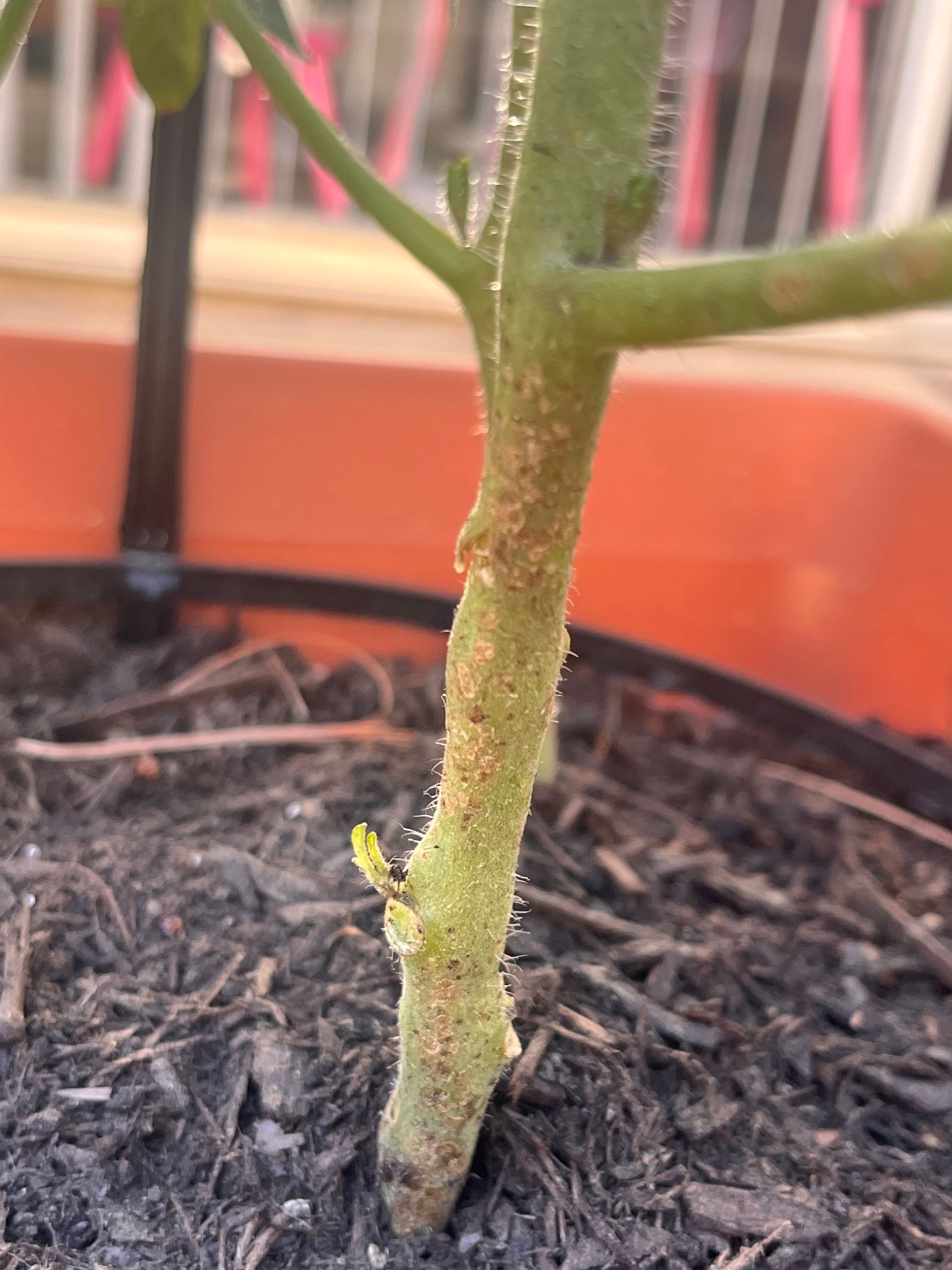🍅 How Much Humidity Does My Tomato Plant Need?