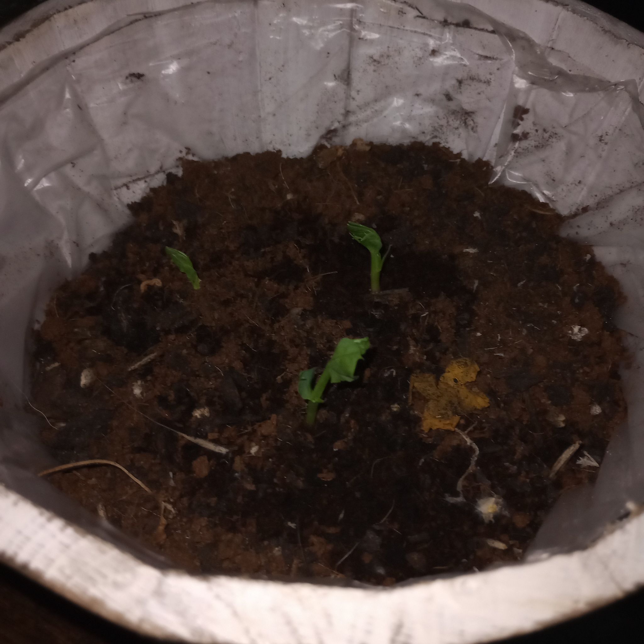 Pea Plant Care: Water, Light, Nutrients | Greg App 🌱