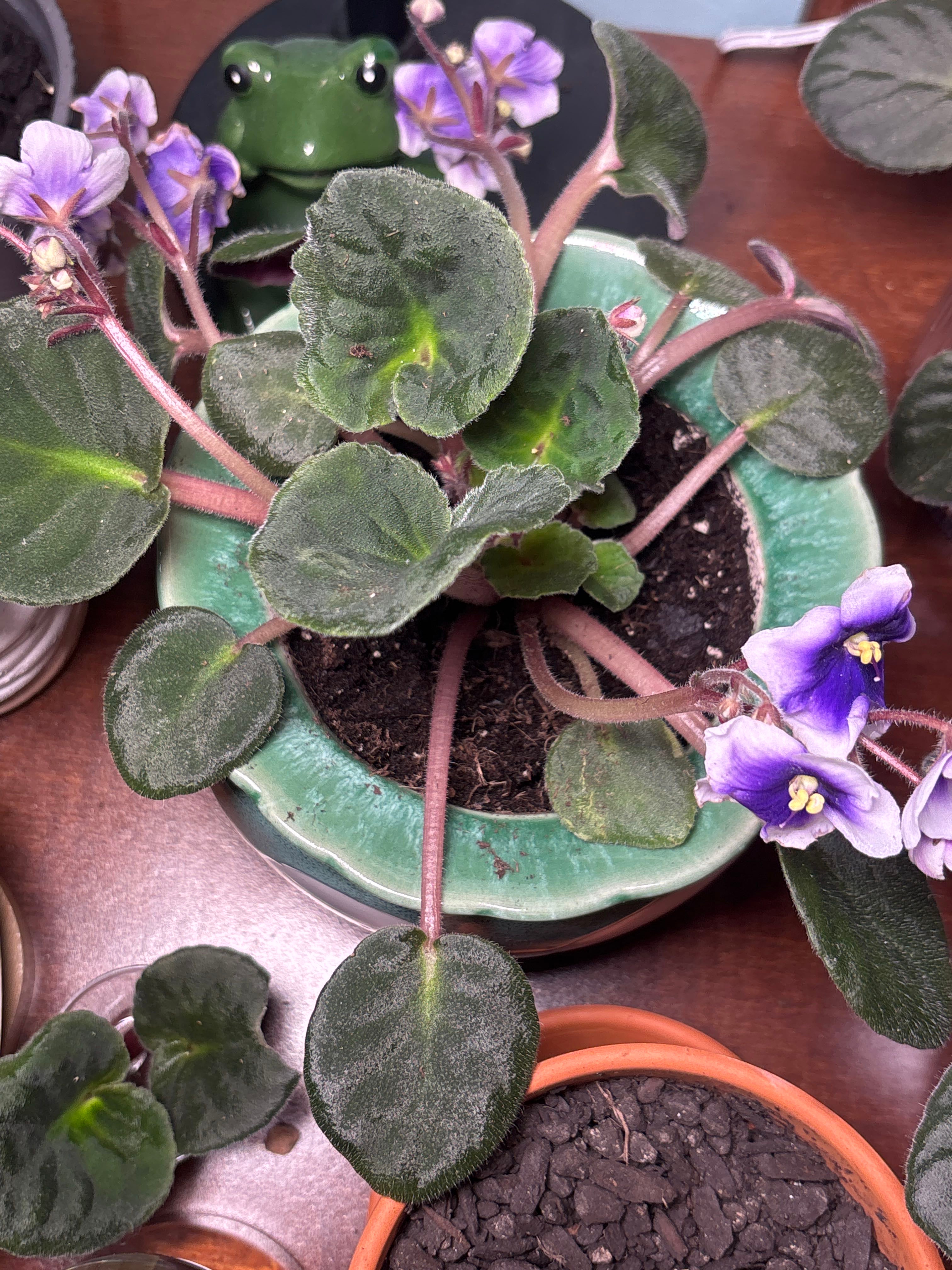 🐢 3 Do's and Don'ts of Growing Pretty Turtle Streptocarpus