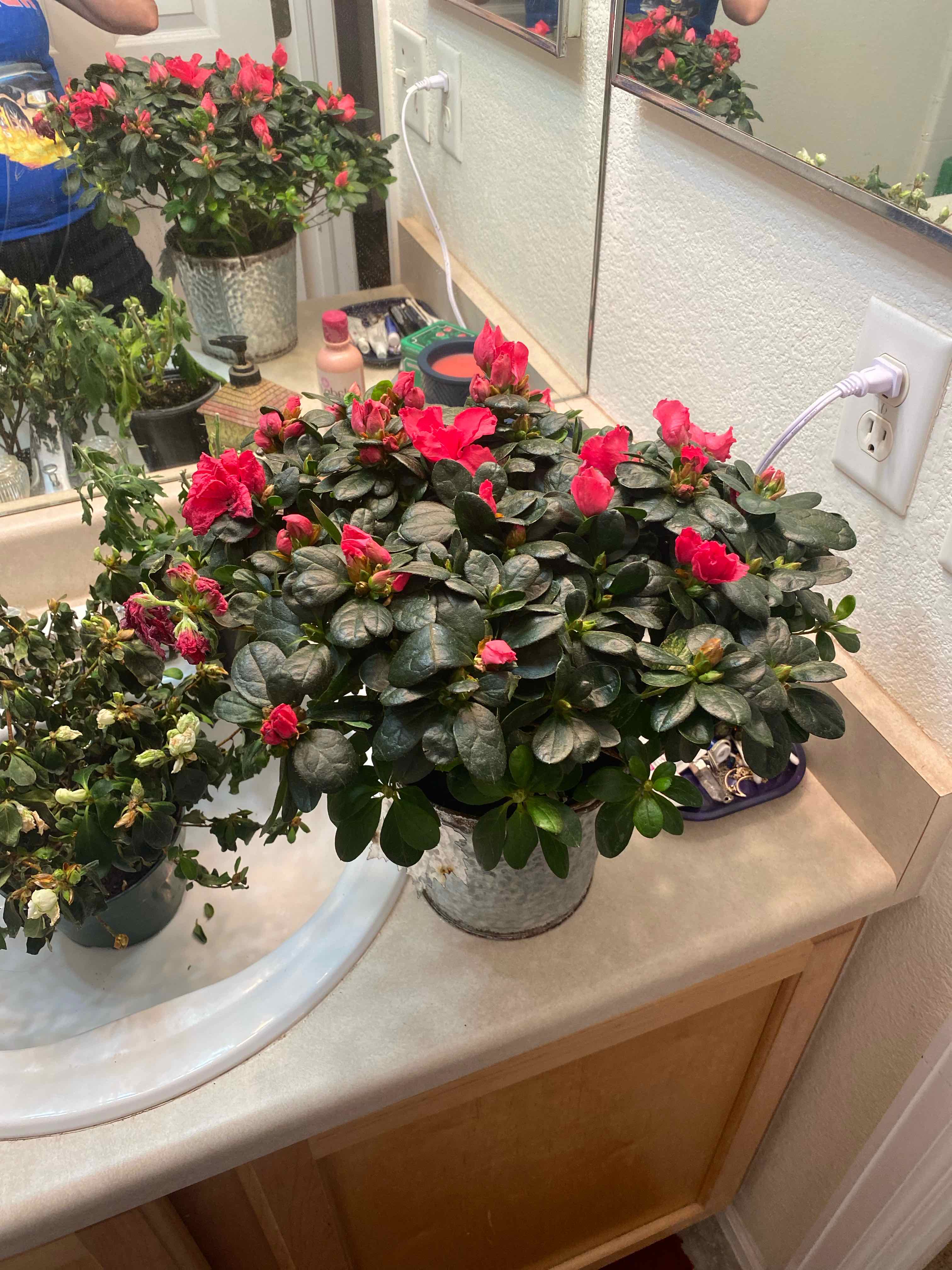 What Do Satsuki Flowers Mean?