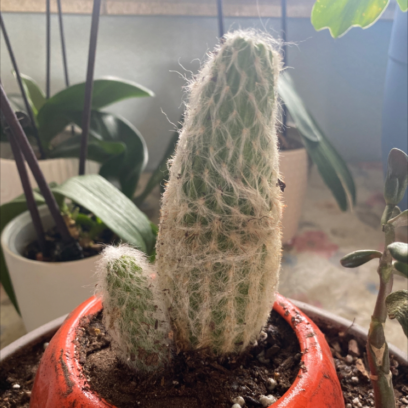 🐞 What To Do About Bugs on My Lady Finger Cactus?