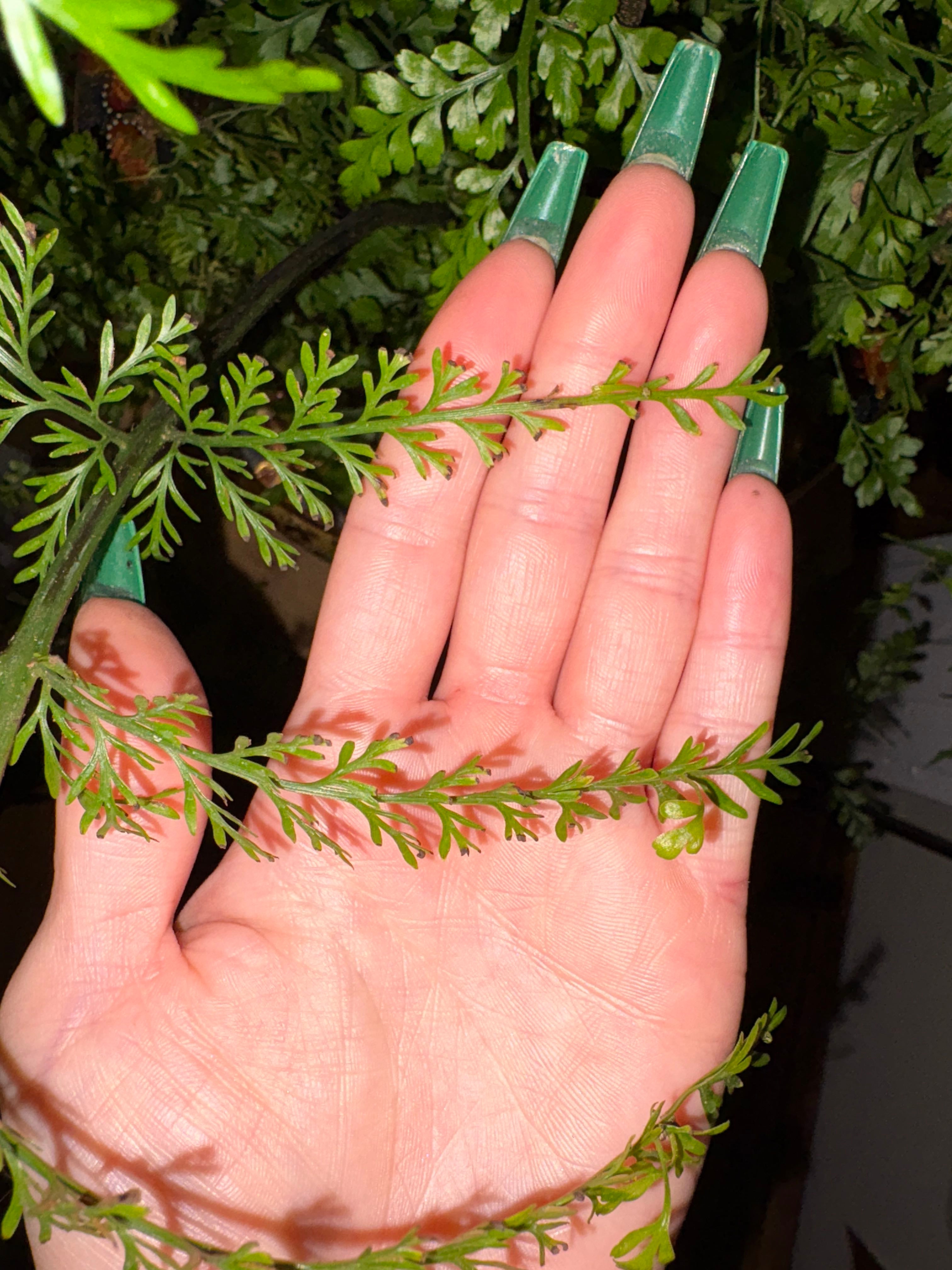 👶 Key Stages in the Life of a Mother Fern