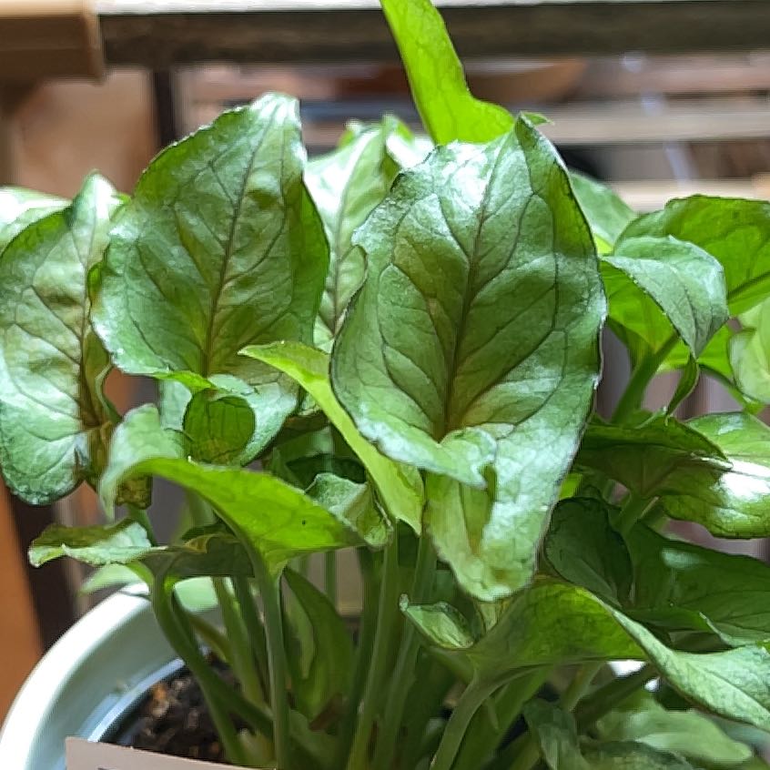 Syngonium 'Falling Arrows Ruby Reign' Care 101: Water, Light & Growing Tips