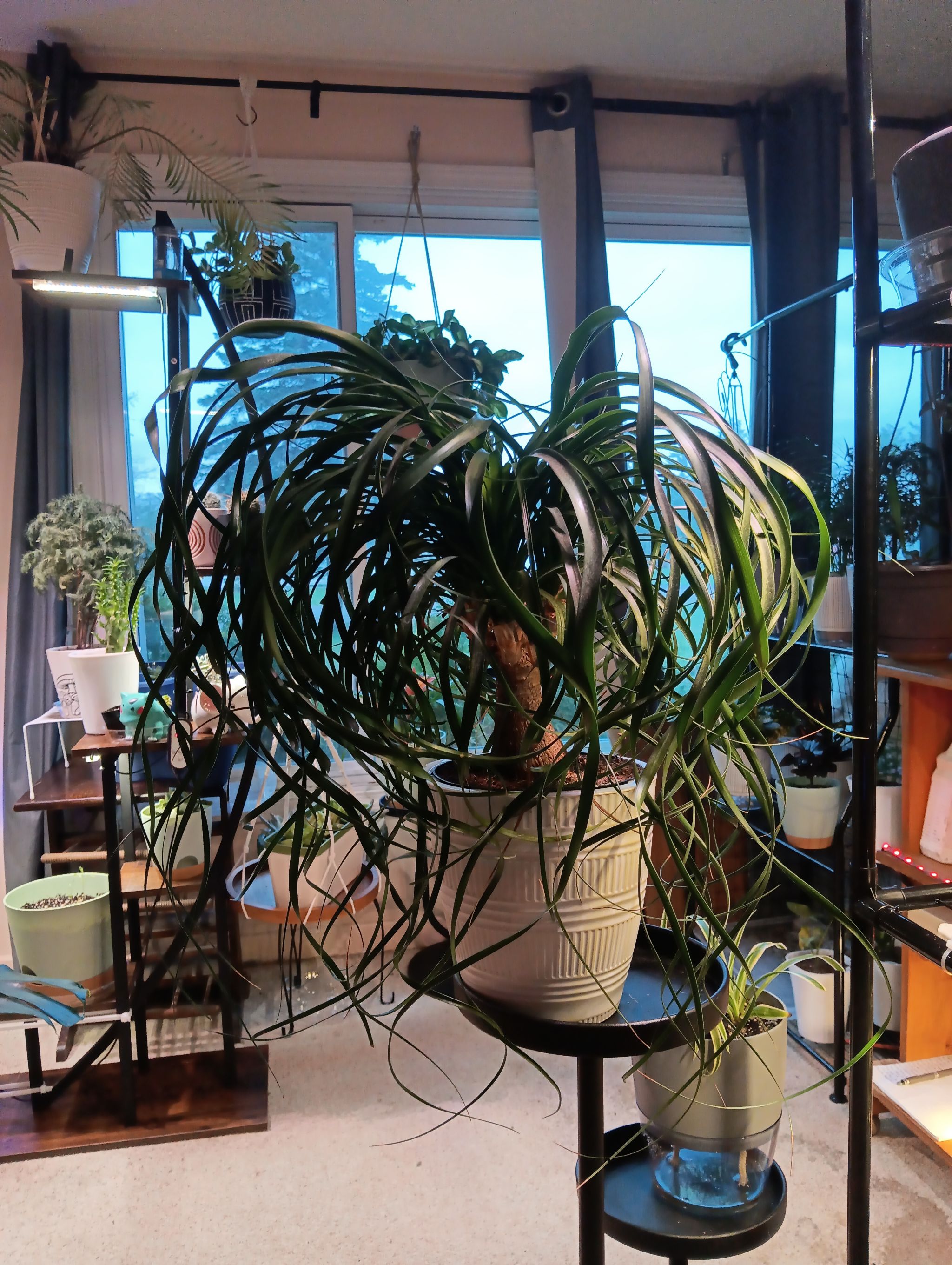 The plant that started it all 5 years ago. Happy Birthday...