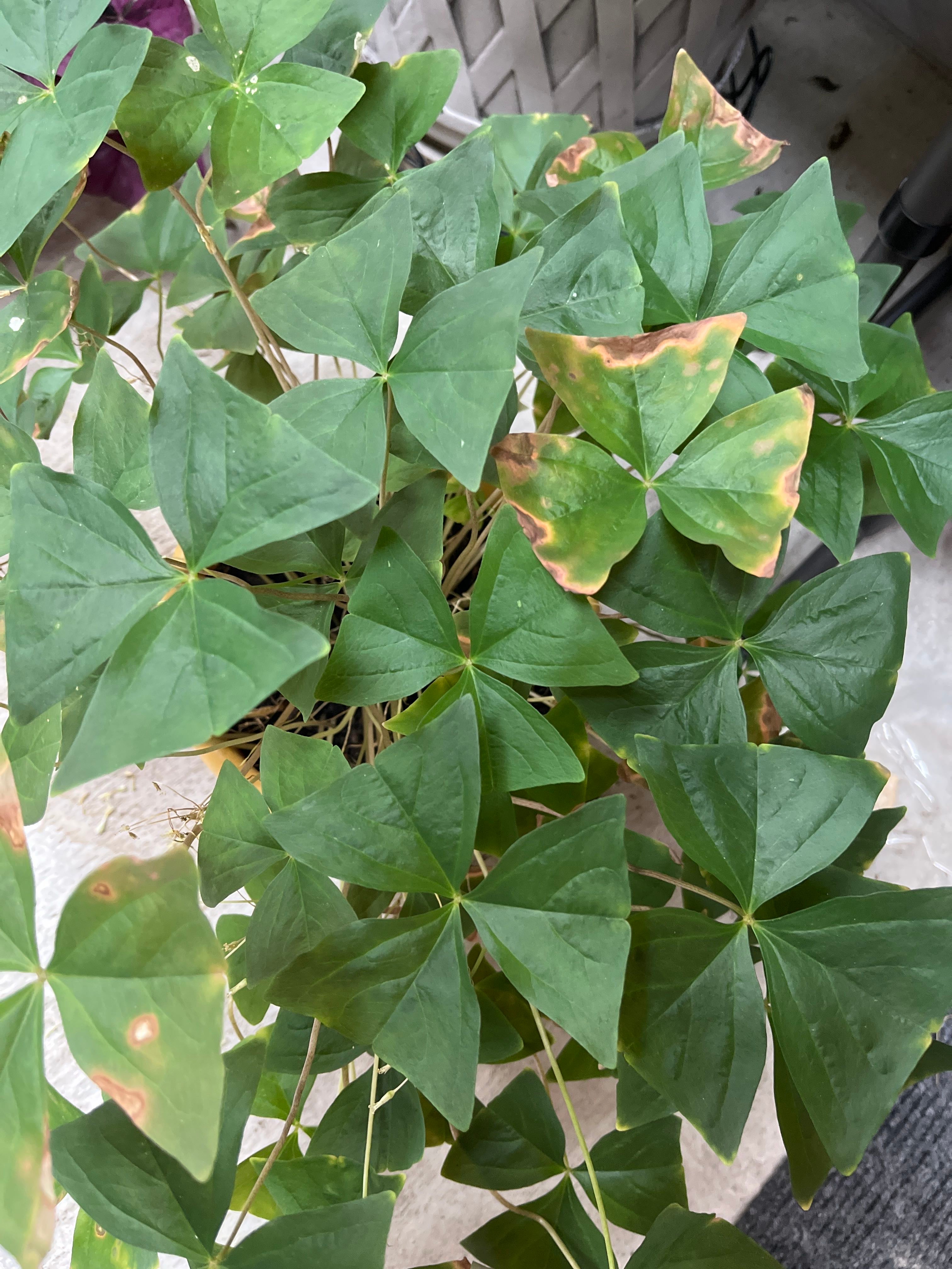 The Complete Fire Fern Plant Care Guide: Water, Light & Beyond