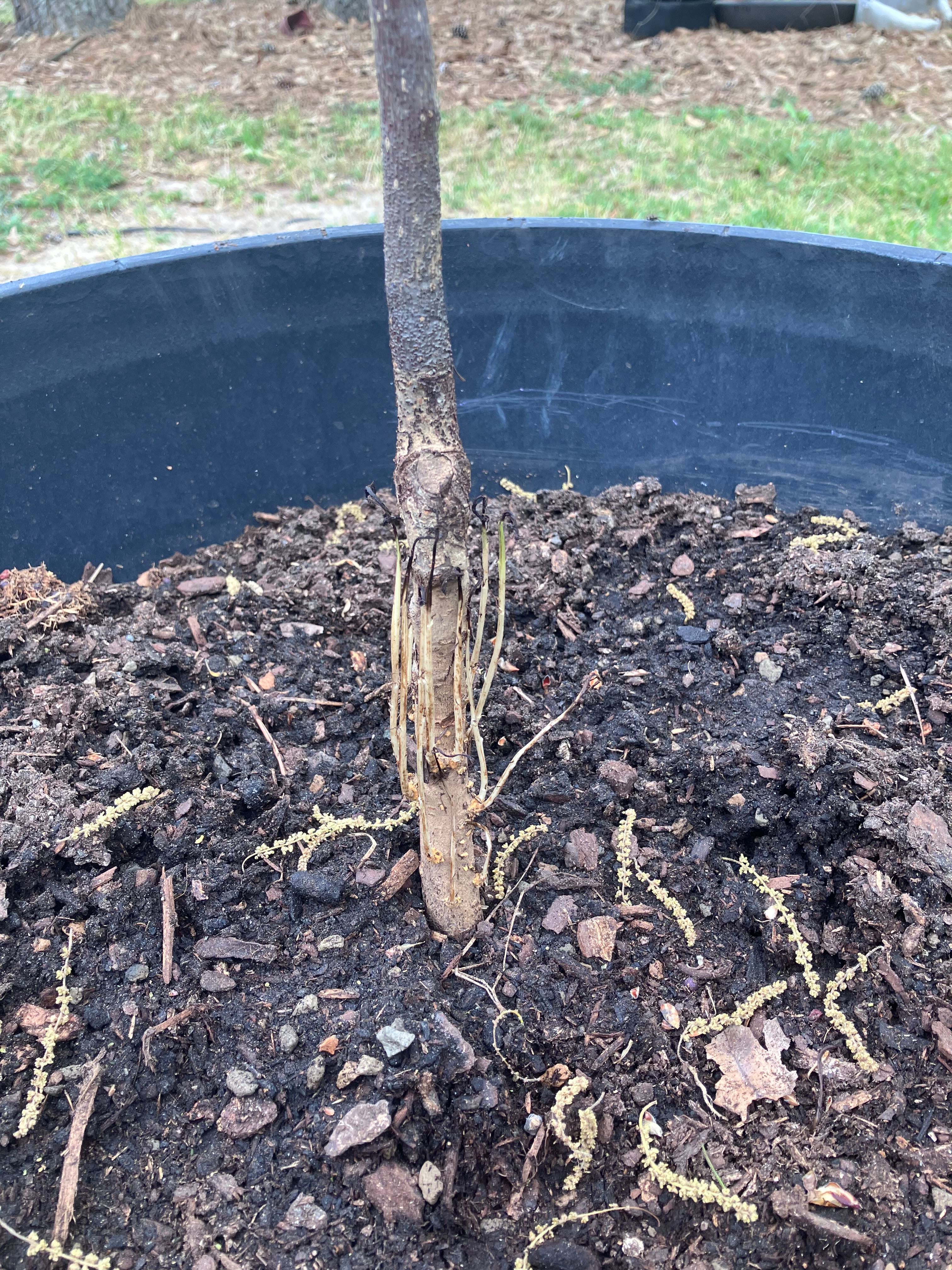 Red Williams Pear Explained: Key Information 🍐