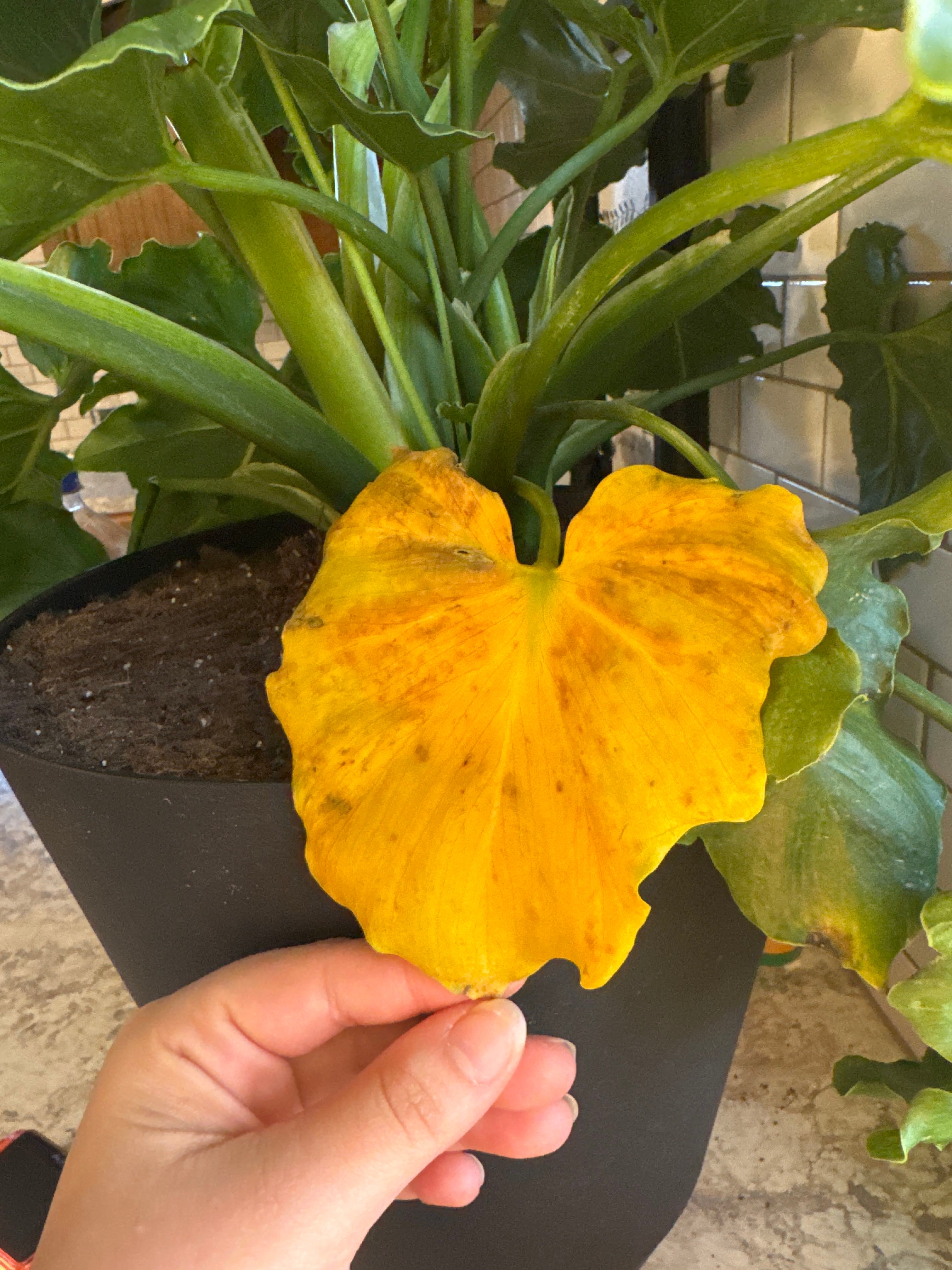 How to Grow Swiss Cheese Plant: From Soil to Sun 🧀