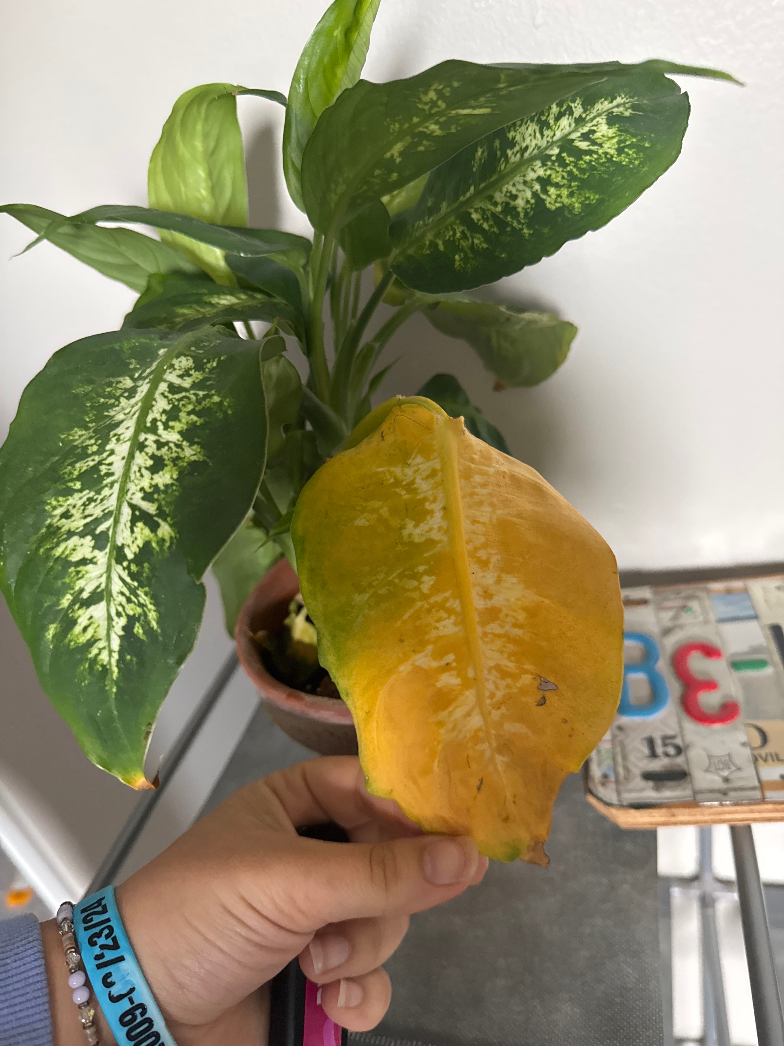 what’s going onnn? she was thriving😭#Dieffenbachia