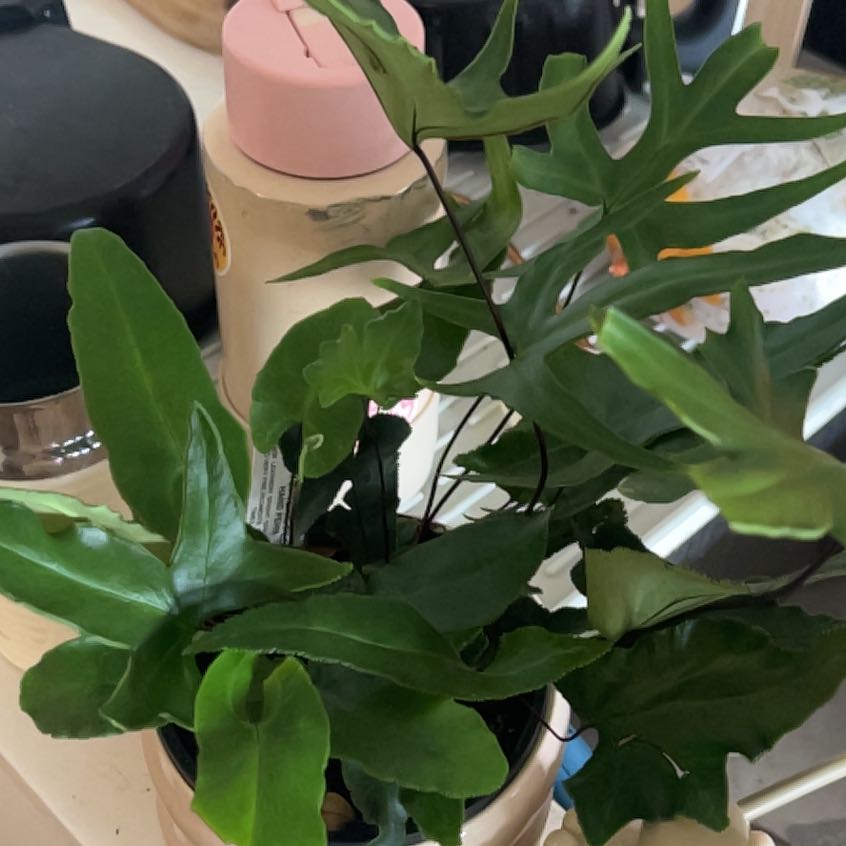 Hand fern Plant Care: Water, Light, Nutrients | Greg App 🌱