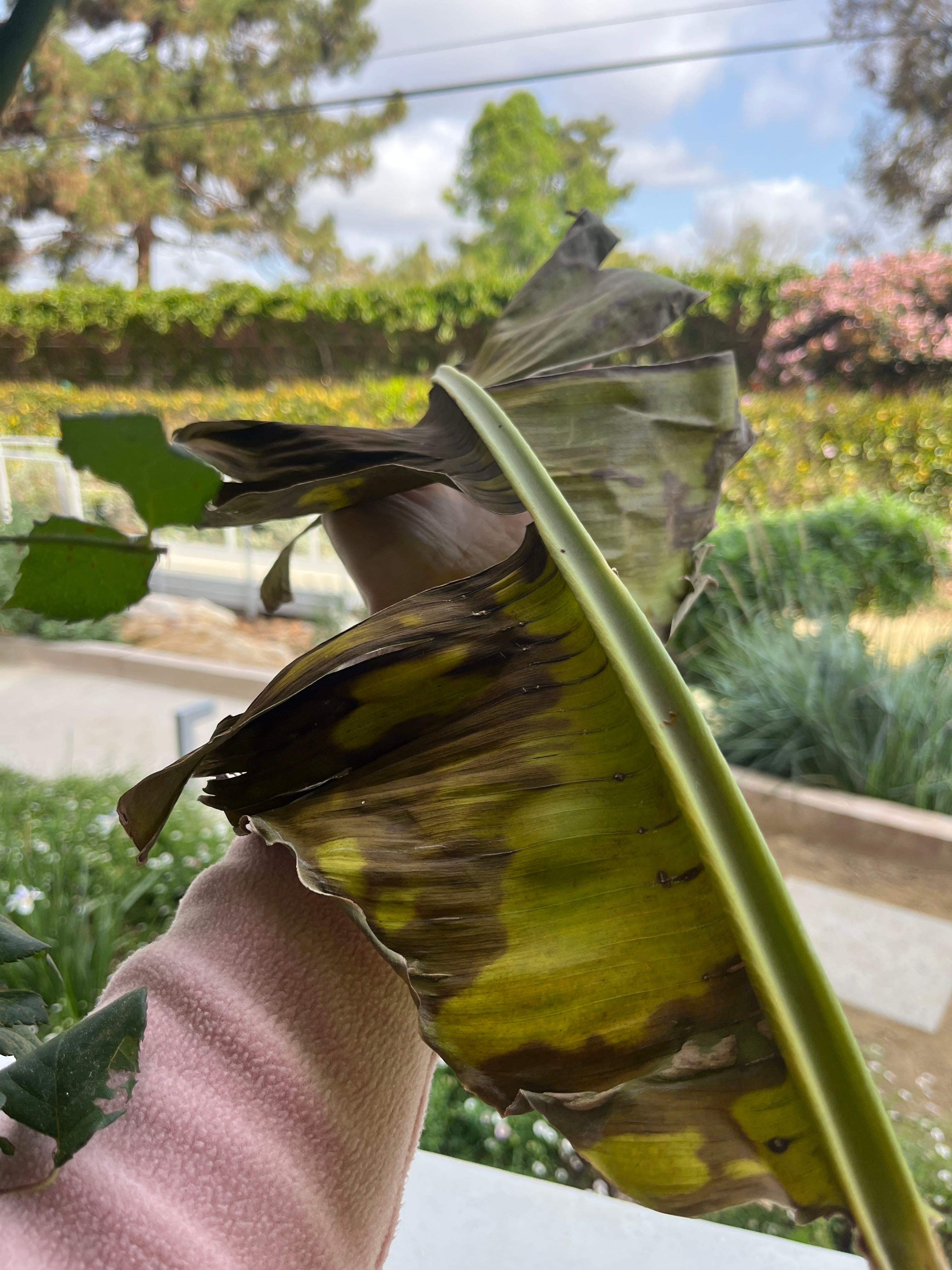 Ultimate Guide to Banana Tree Roots 🍌