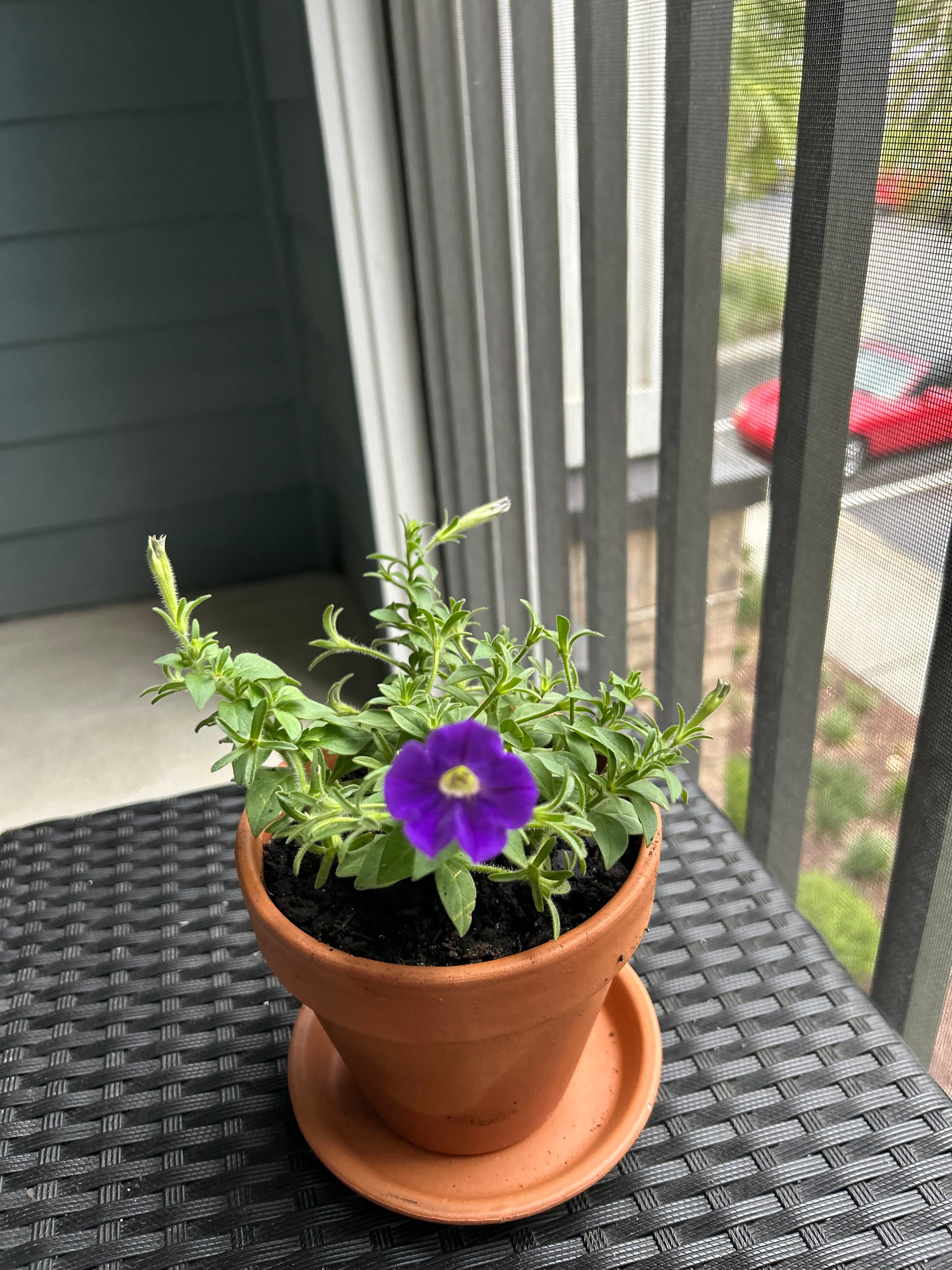 🌸 Ultimate Guide to Calibrachoa 'Aloha Kona Hula Strawberry'