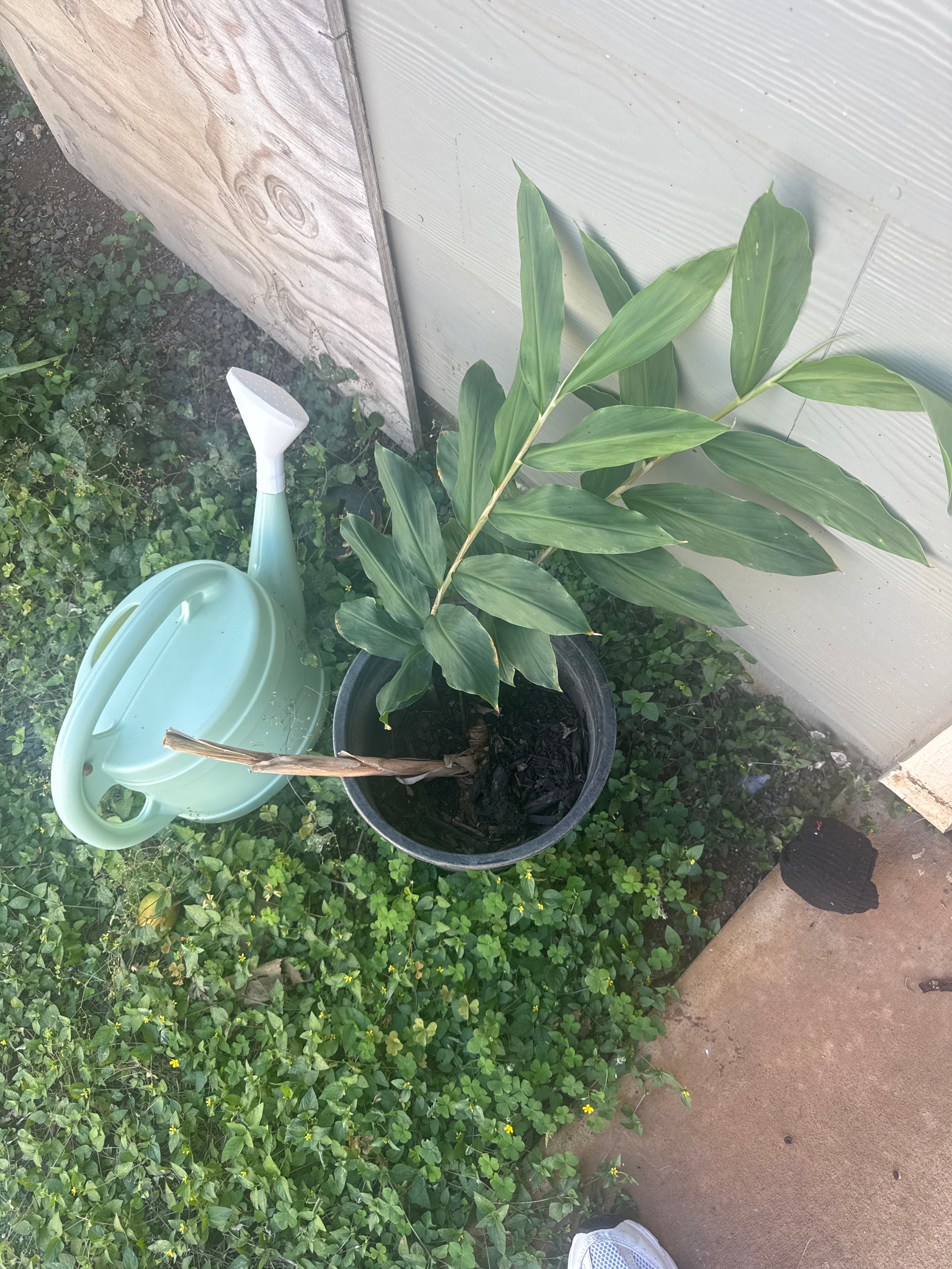 Ultimate Guide to Propagating Ginger