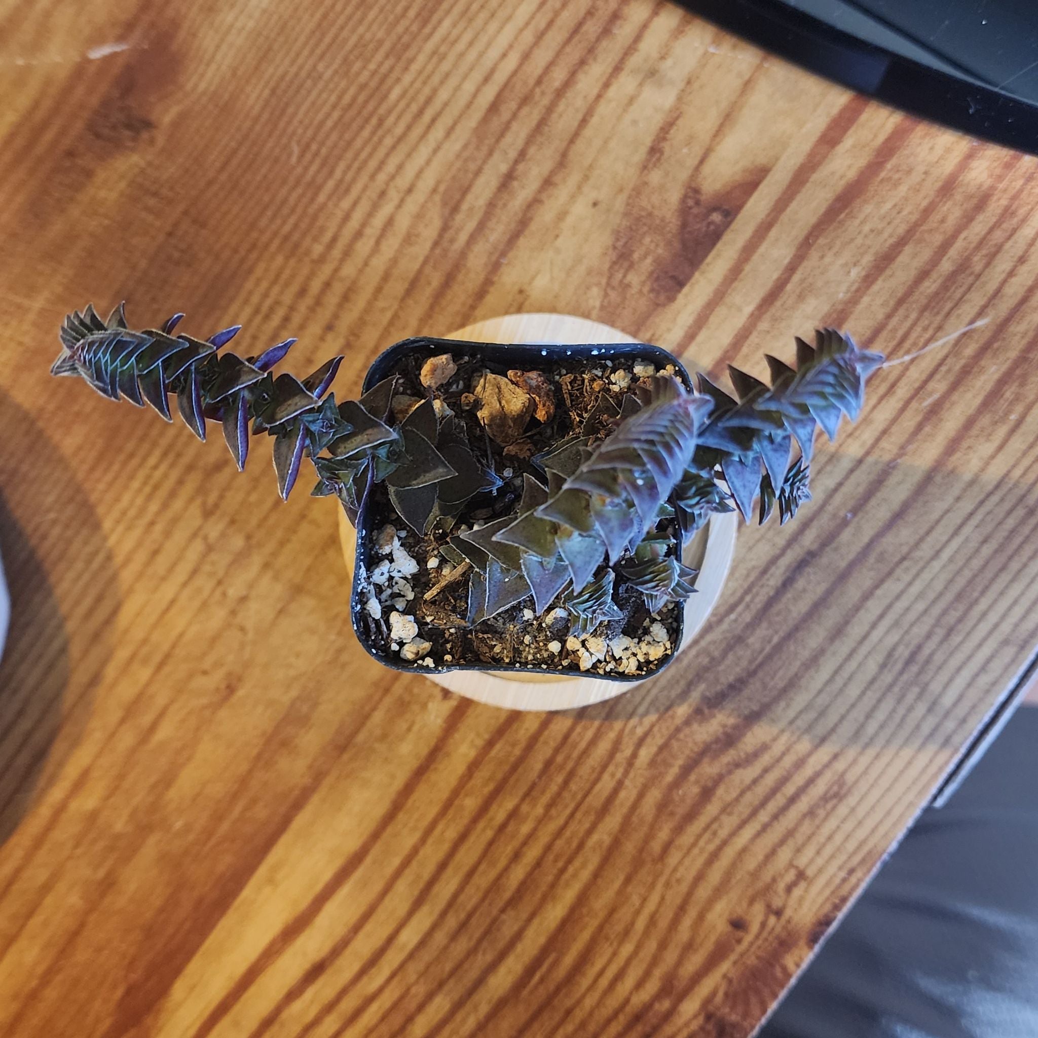 Crassula tabularis Plant Care: Water, Light, Nutrients | Greg App 🌱