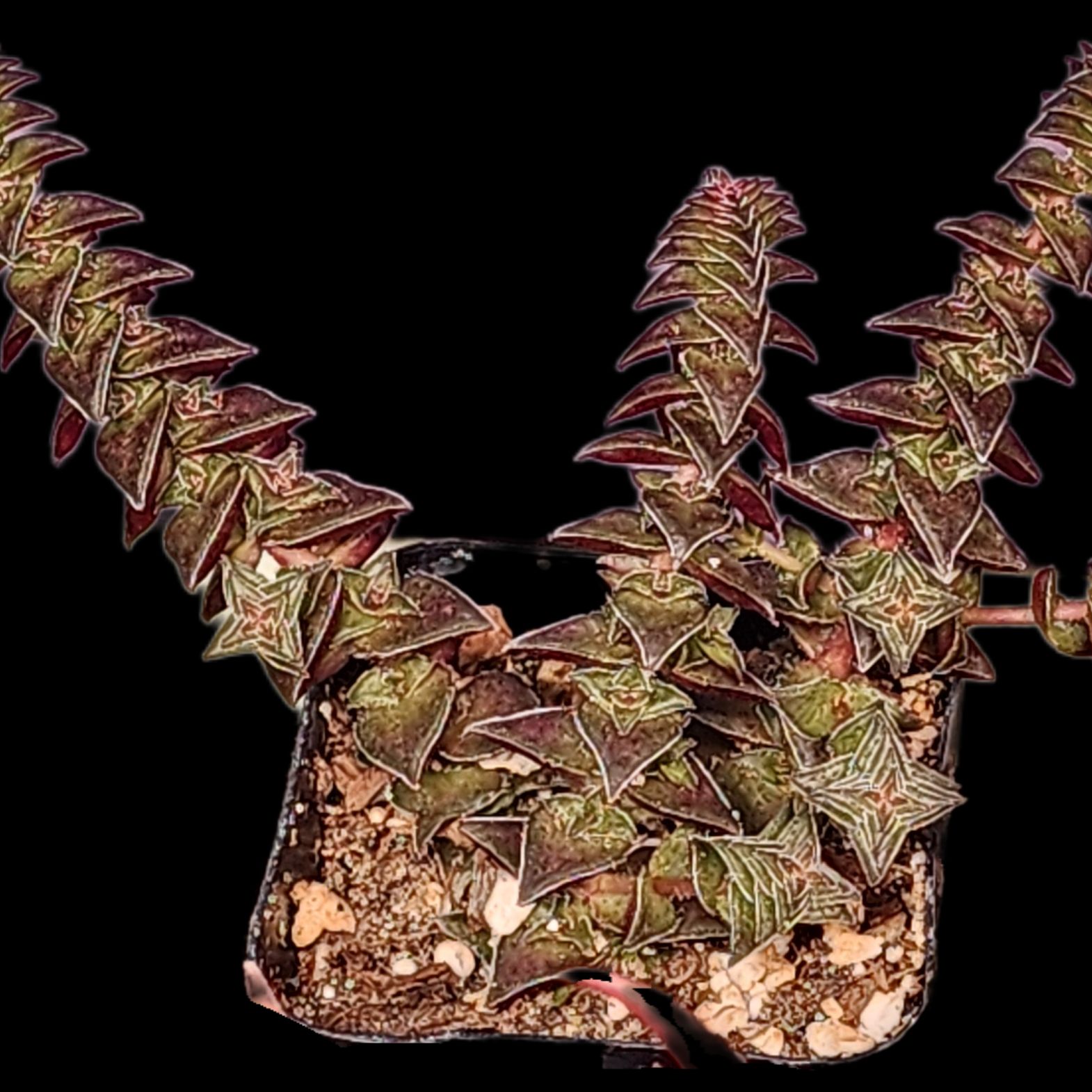 Crassula tabularis Plant Care: Water, Light, Nutrients | Greg App 🌱