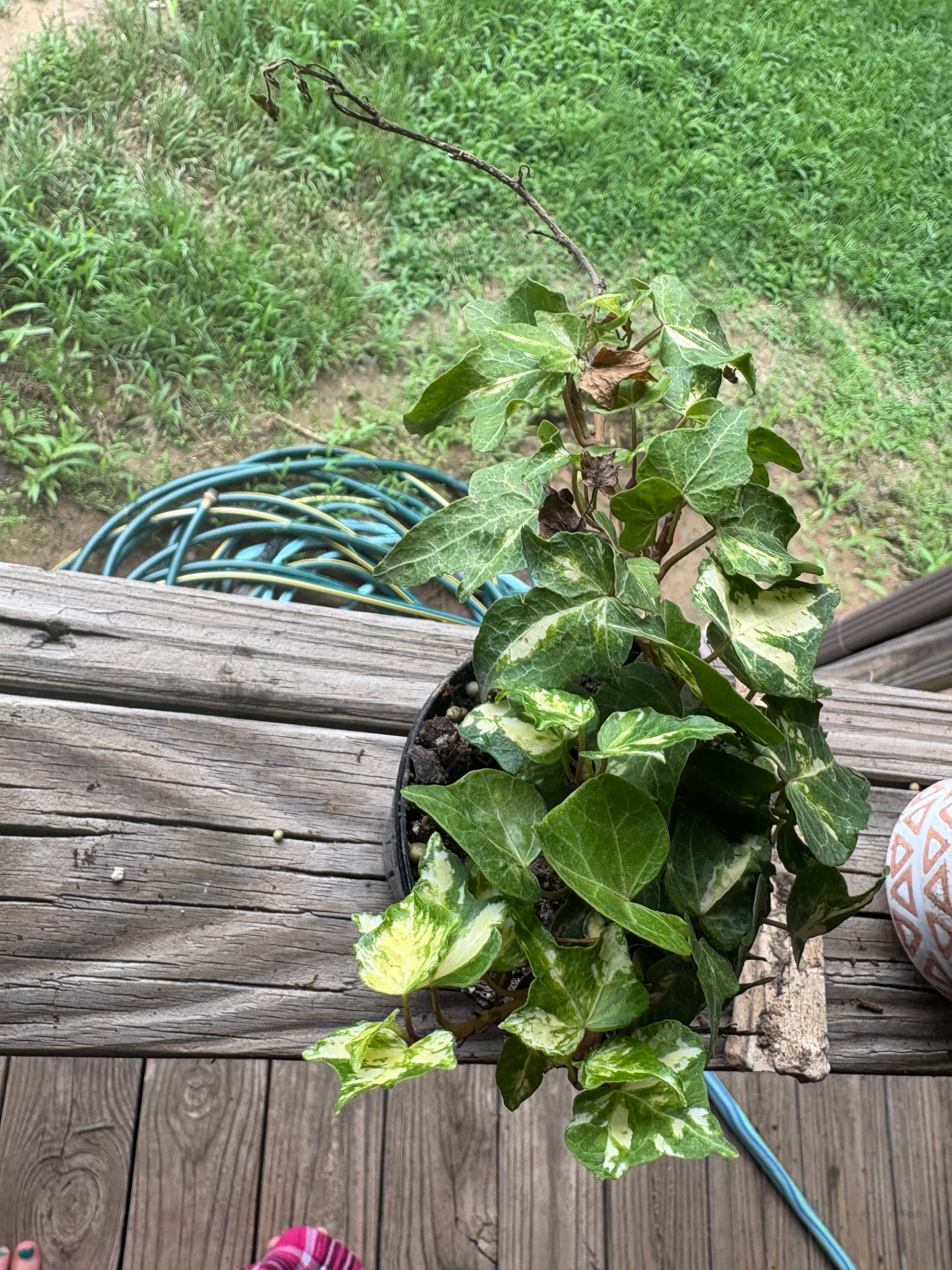 English Ivy's Best Friends: Top Companion Plants