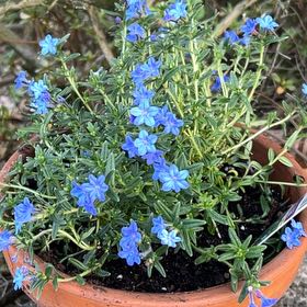 Grace Ward Lithodora Plant Care: Water, Light, Nutrients | Greg App 🌱