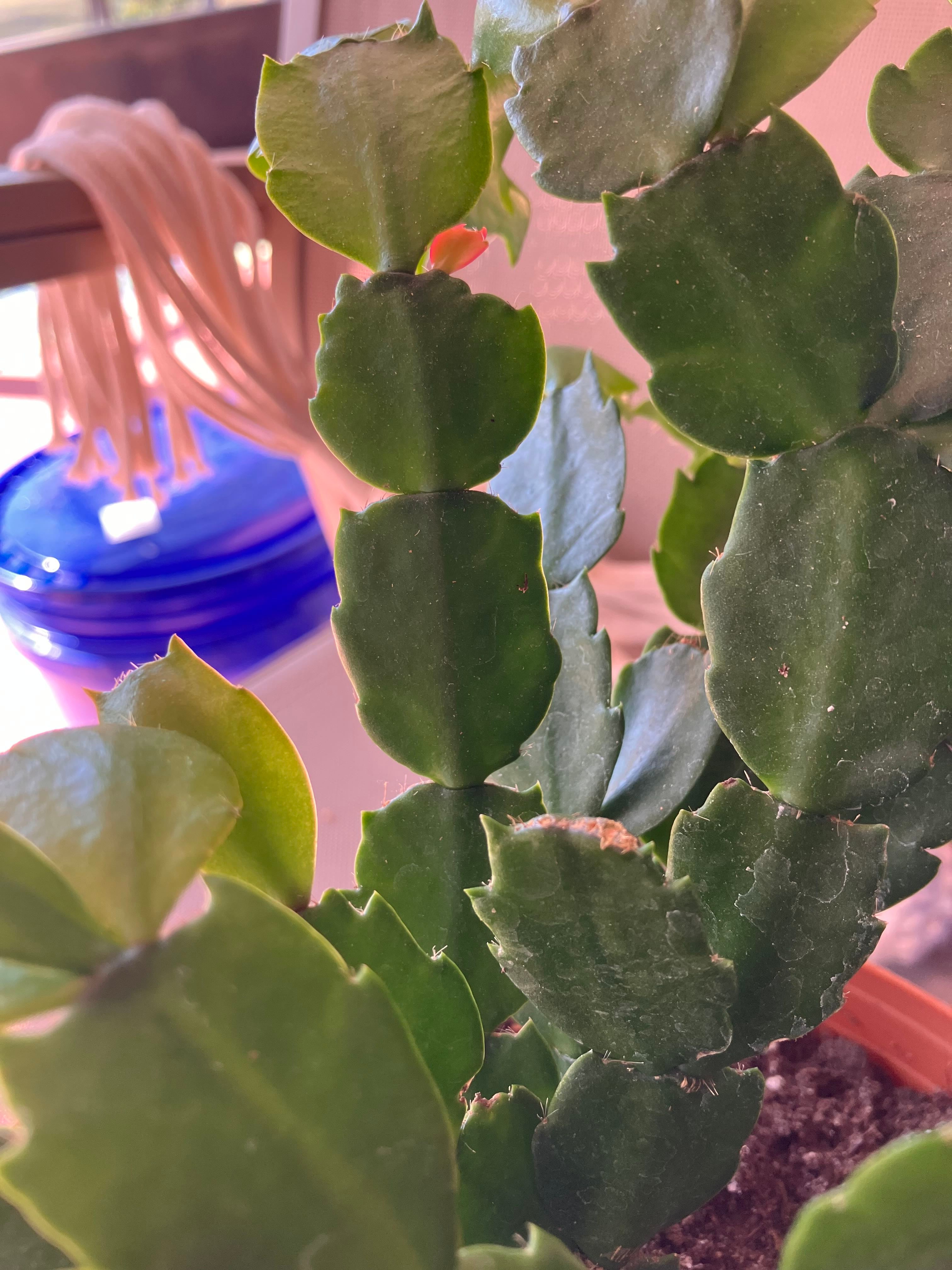The Complete False Christmas Cactus Plant Care Guide: Water, Light & Beyond