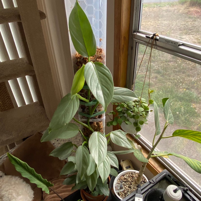 What Are The Bugs on My Silver Sword Philodendron? 🐛