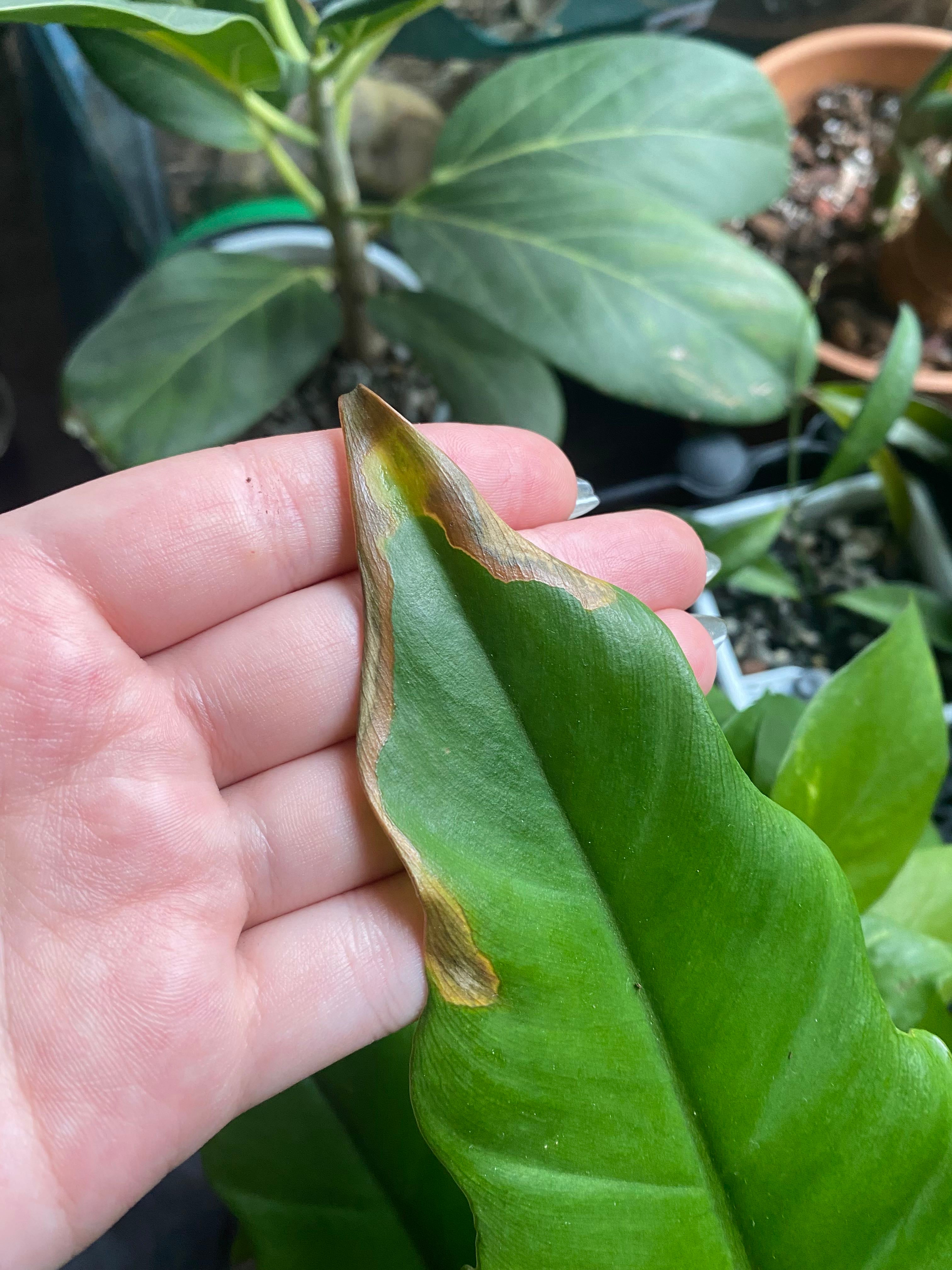 The Complete Philodendron Narrow Tiger Tooth Plant Care Guide: Water ...