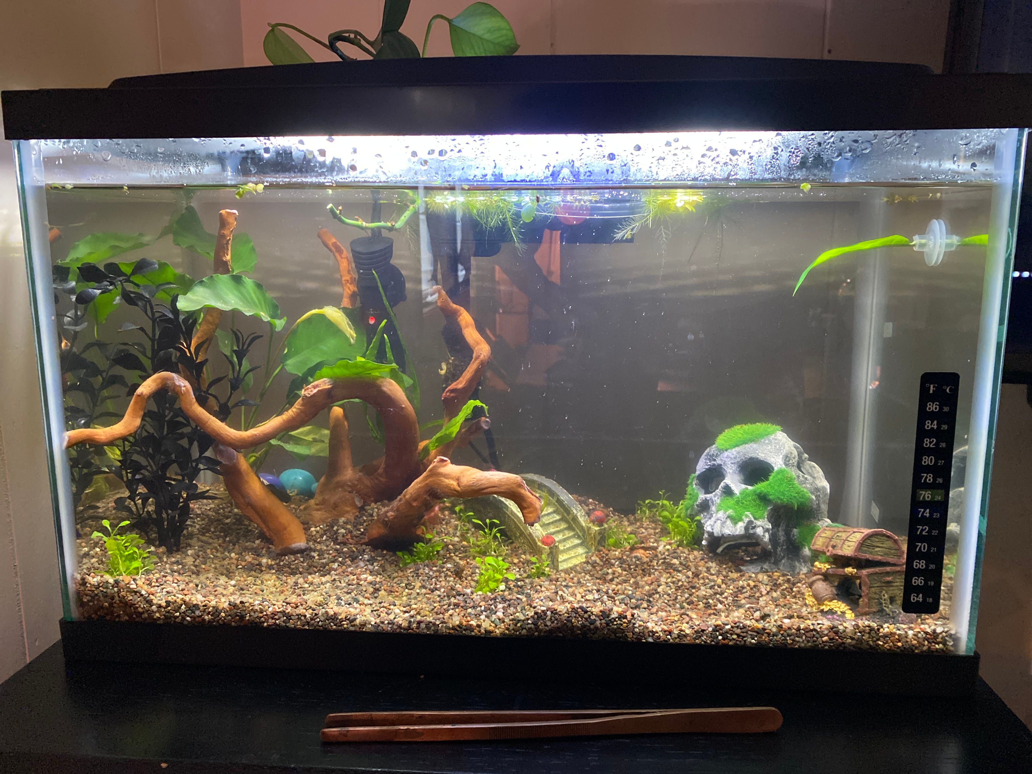 Why Are There Brown Spots on My Java Fern?