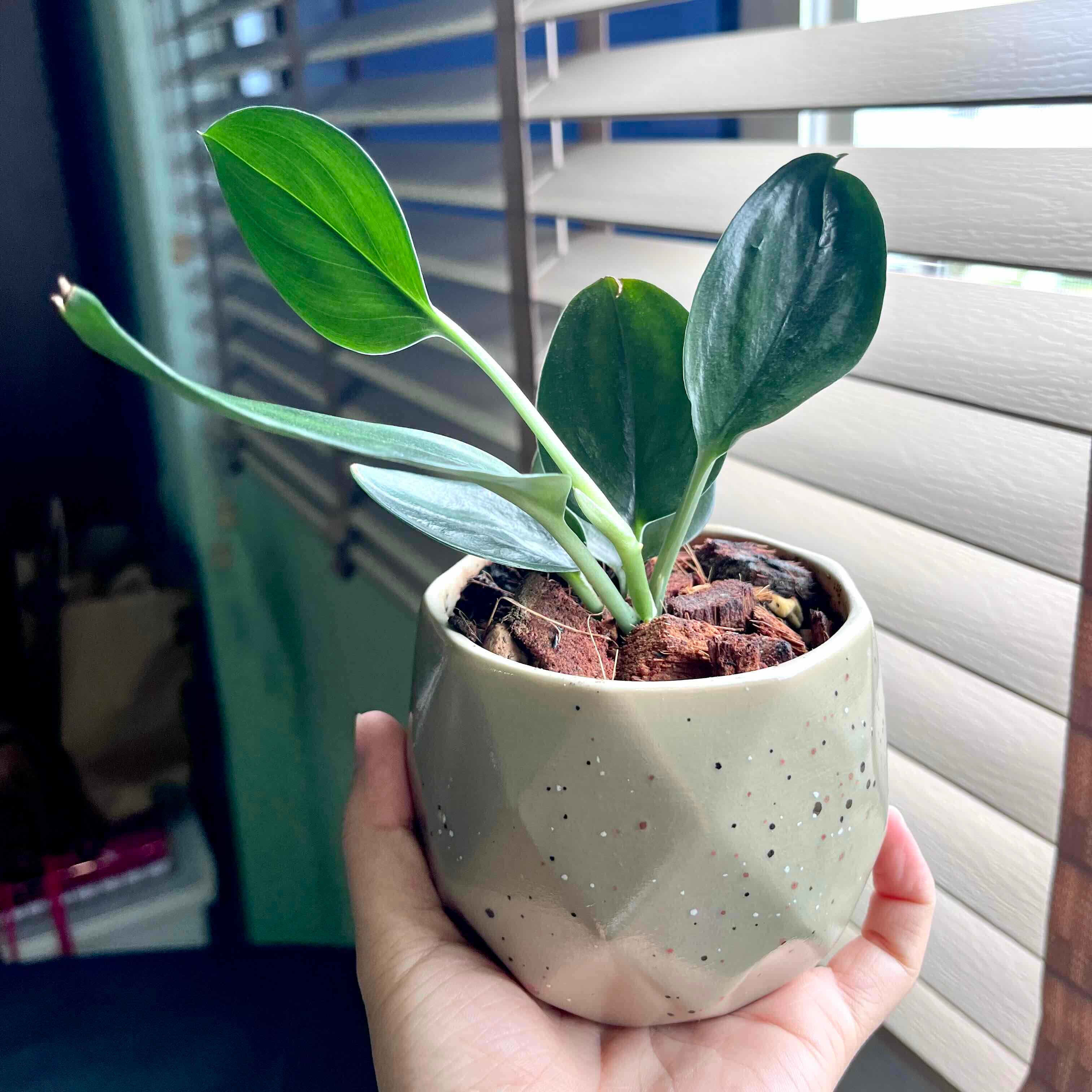 Why Are My Scindapsus treubii 'Dark Form' Leaves Droopy?