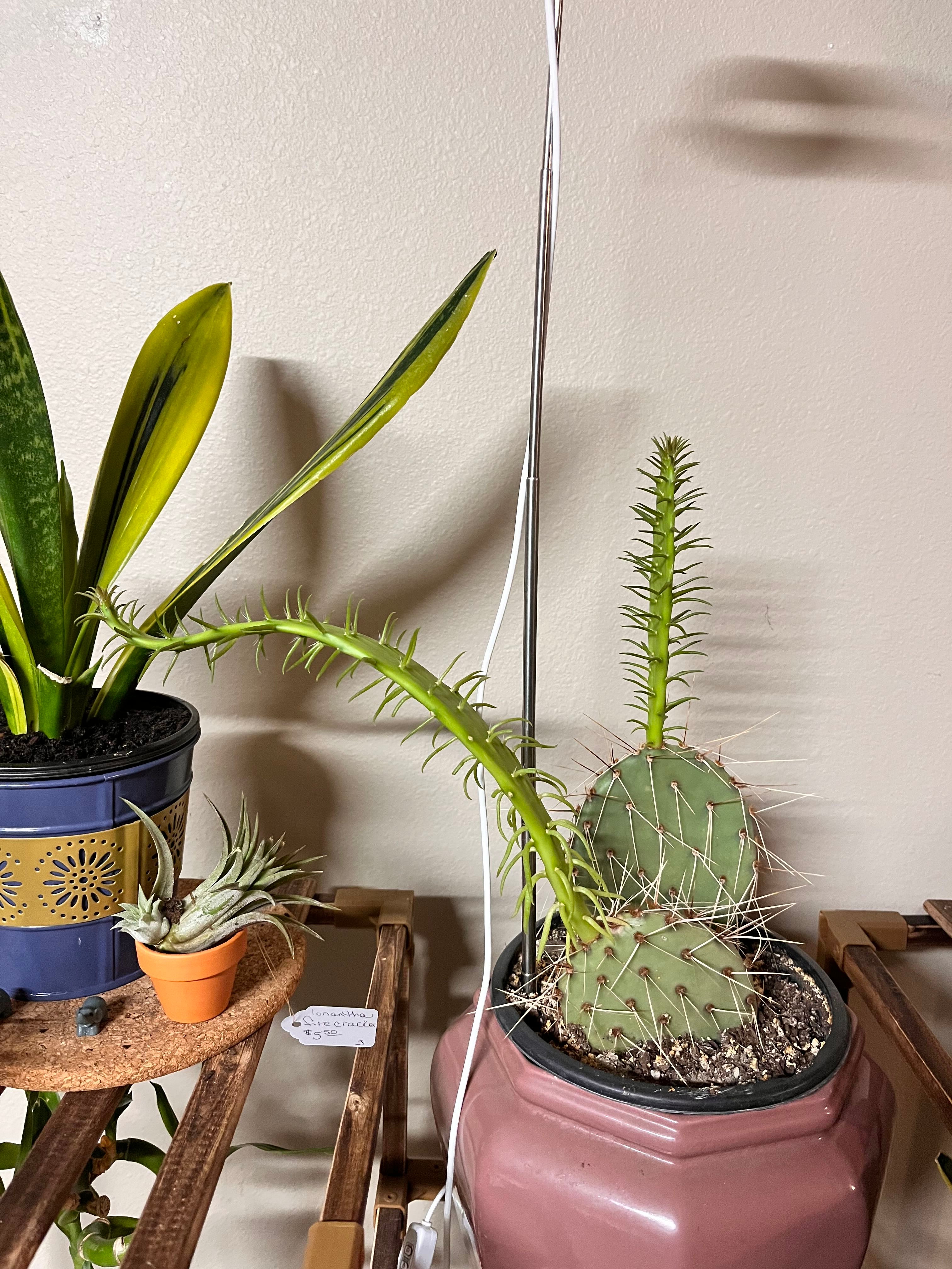 Cuddly Cactus Plant Care: Water, Light, Nutrients | Greg App 🌱