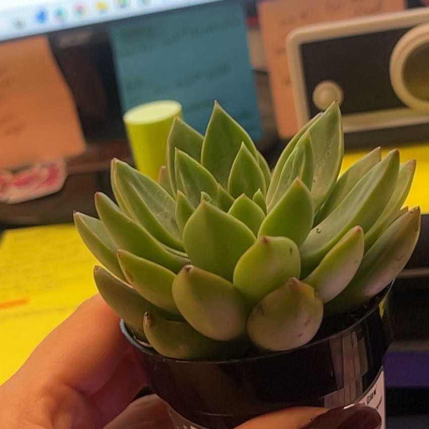 Keep Your Assorted Tacisedum Alive: Light, Water & Care Instructions