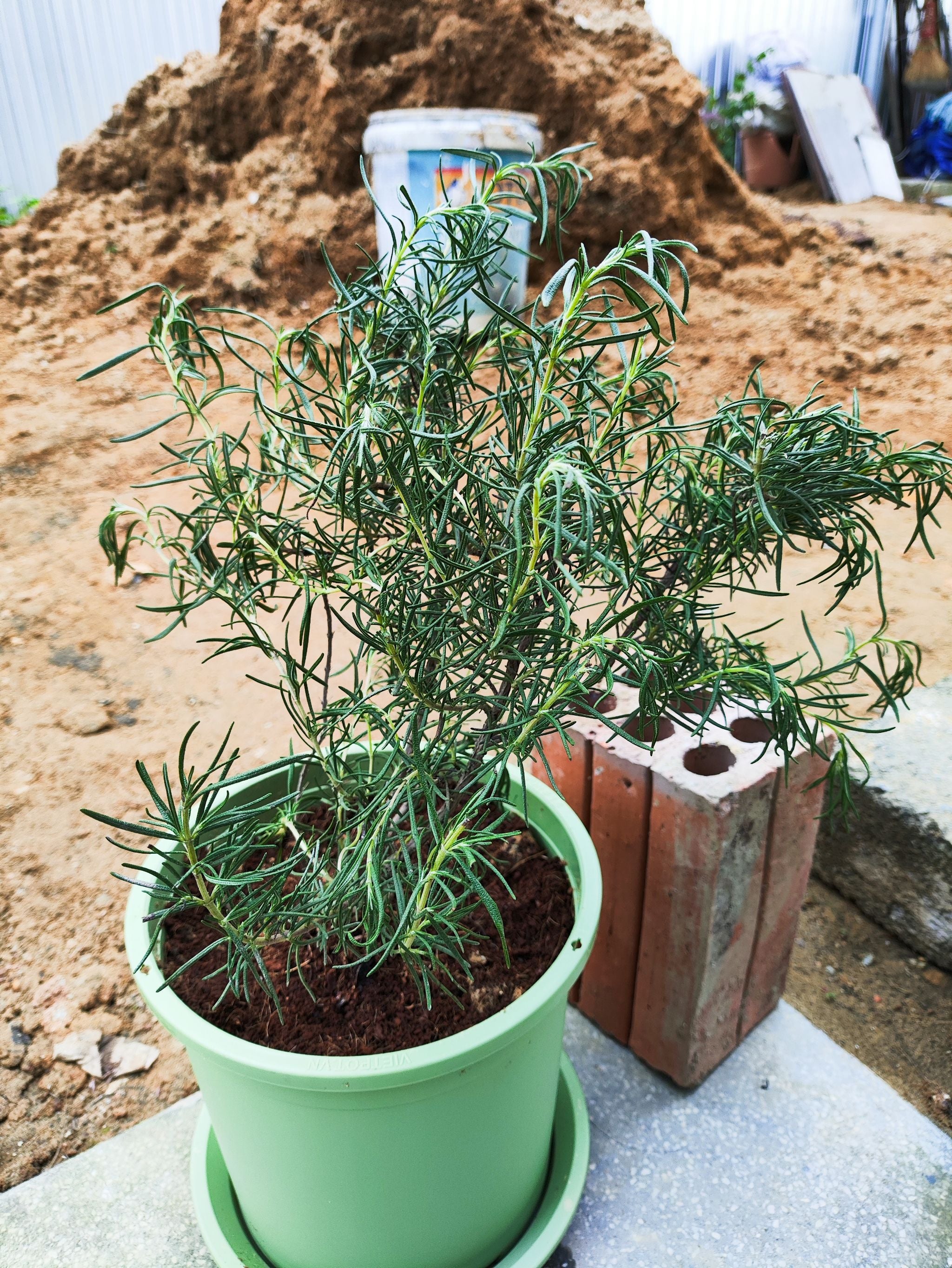 Ultimate Guide to Salvia 'Bodacious Hummingbird Falls' 🐦