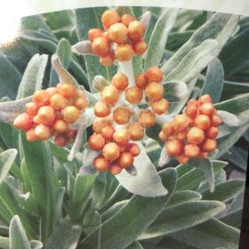 Amber Cluster Plant Care: Water, Light, Nutrients | Greg App 🌱