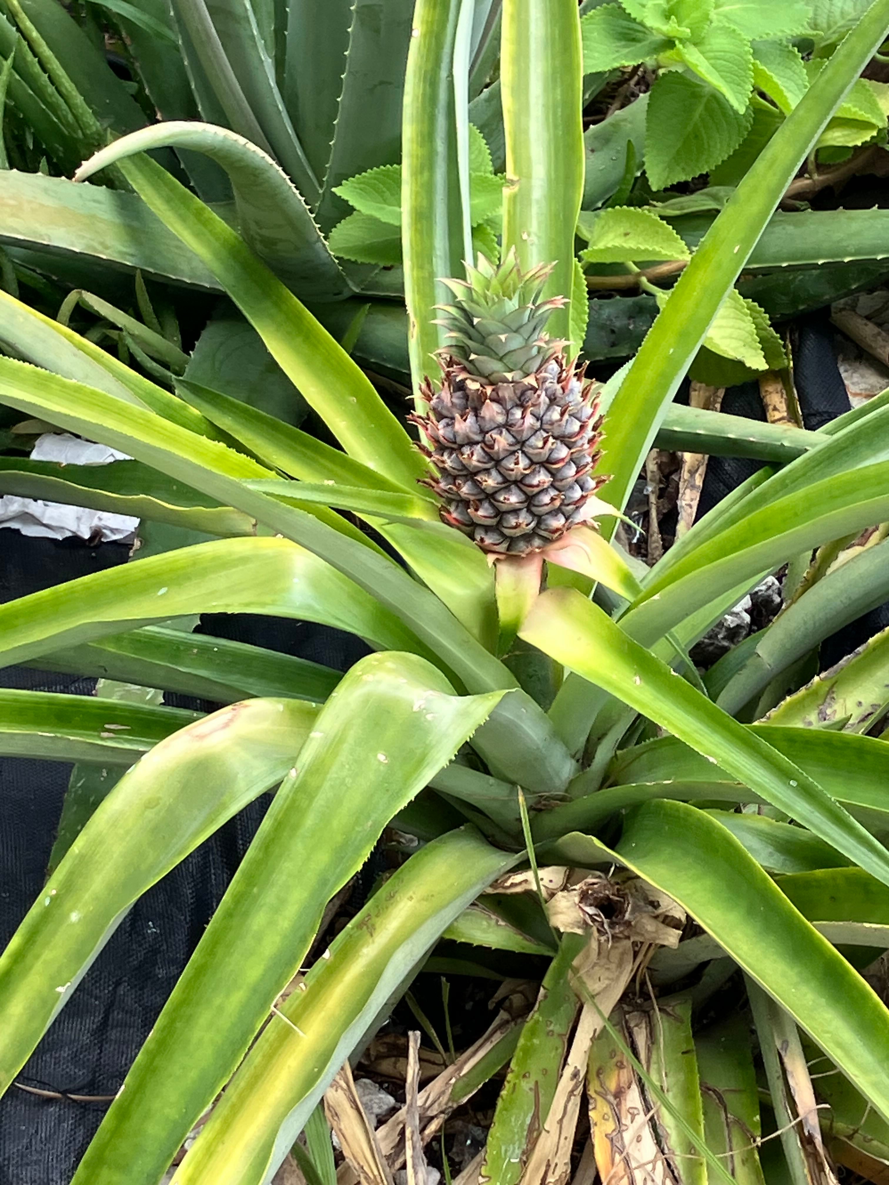 🍍 9 Steps to a Healthy Indoor Pineapple