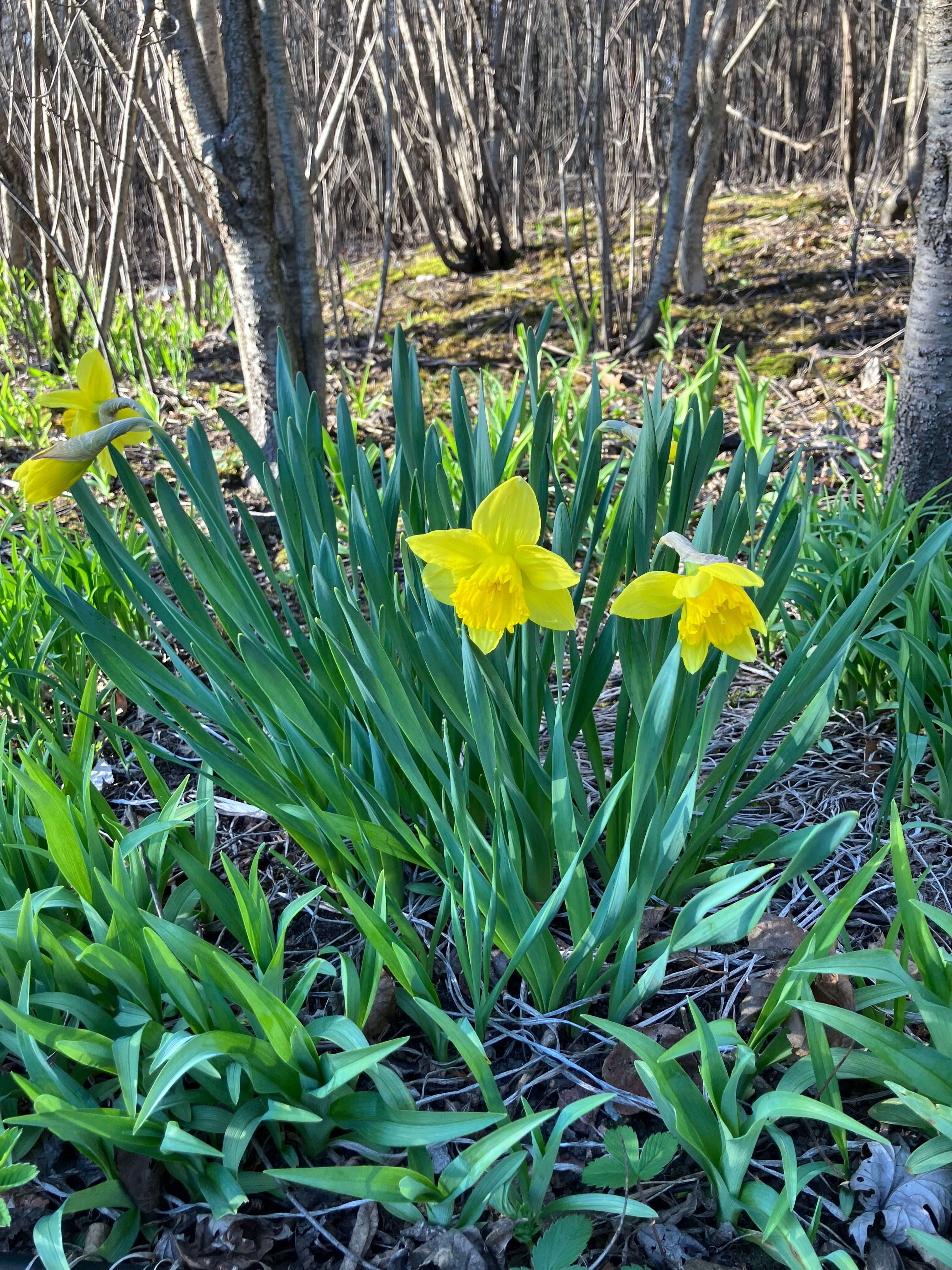 Daffodil Fertilizer: How and When to Use It