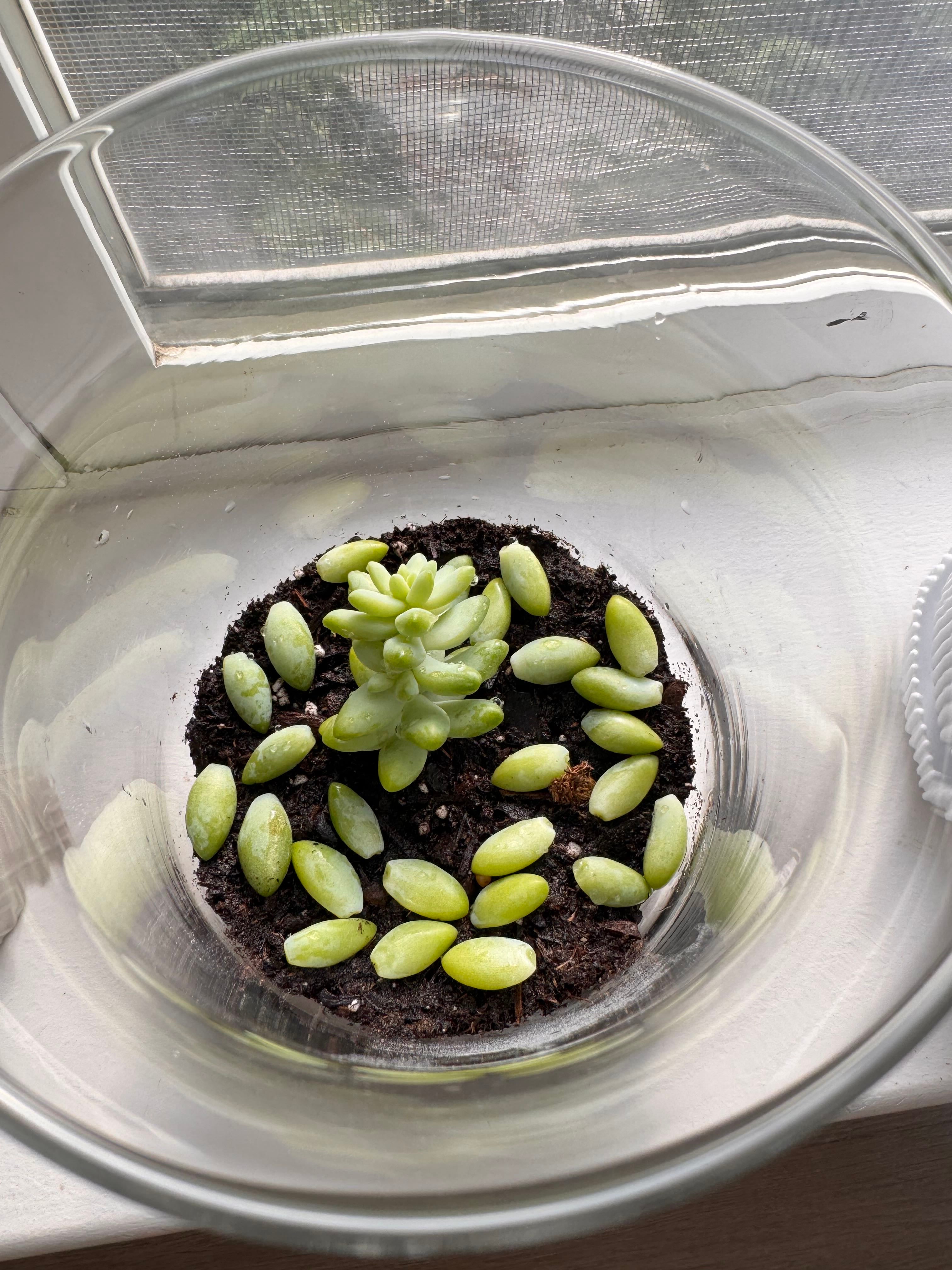 The Complete Sedum adolphi 'Sunstorm' Plant Care Guide: Water, Light ...