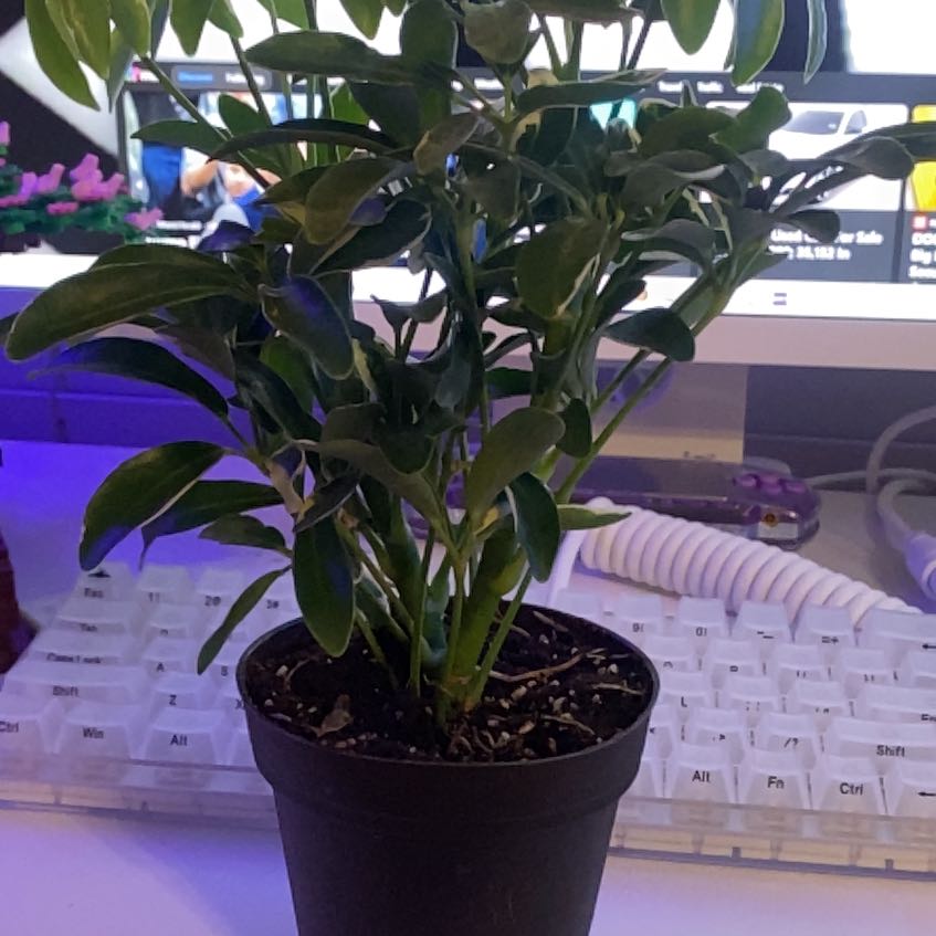 Moondrop Dwarf Umberlla Tree Plant Care: Water, Light, Nutrients | Greg ...