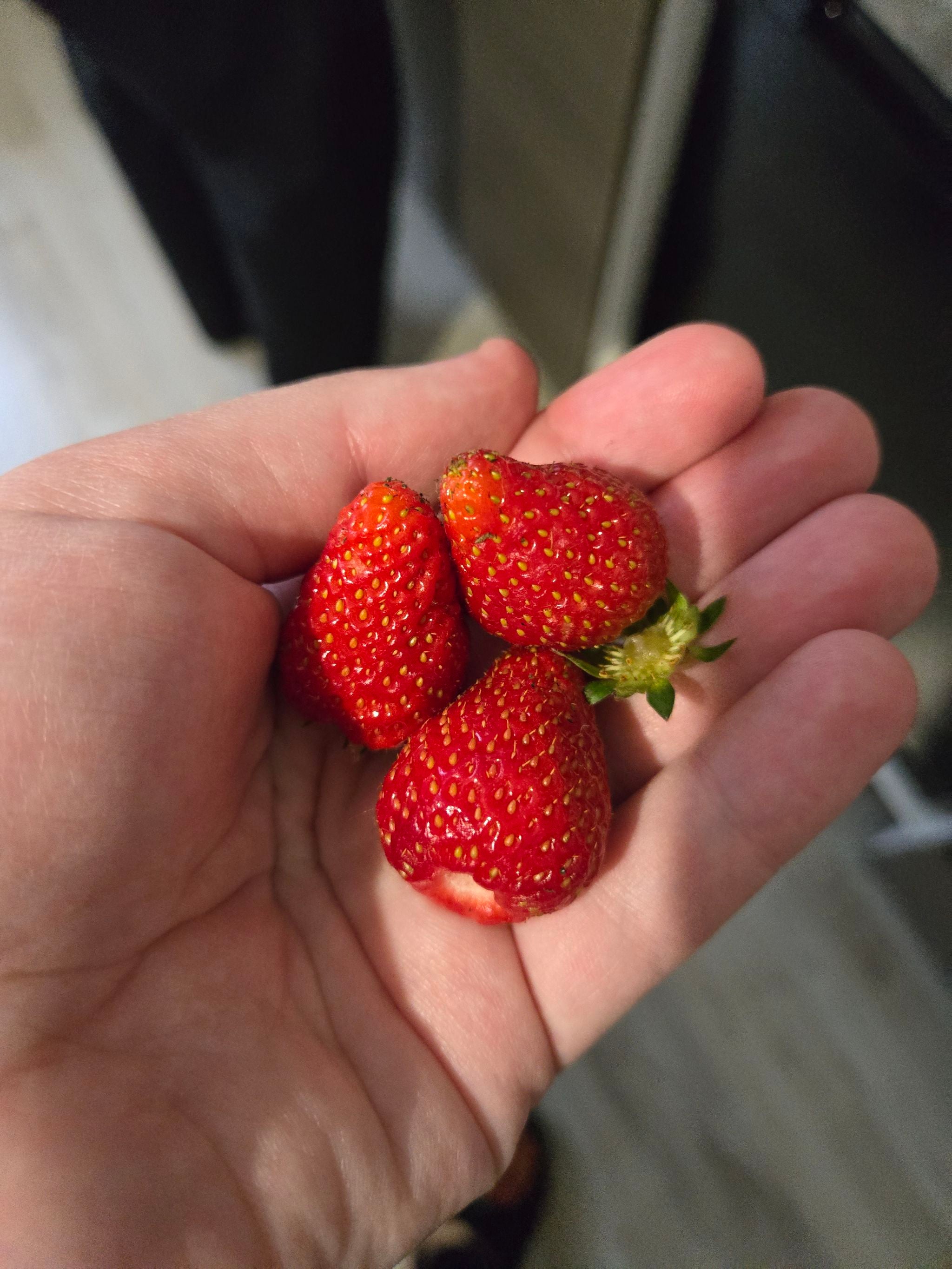 Understanding Yellow Wonder Alpine Strawberry: The Basics 🍓