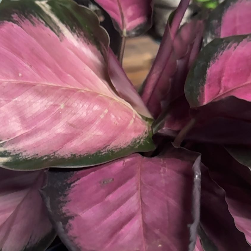 How to Care for Calathea 'Pink Star': Mastering Water, Sunlight & More