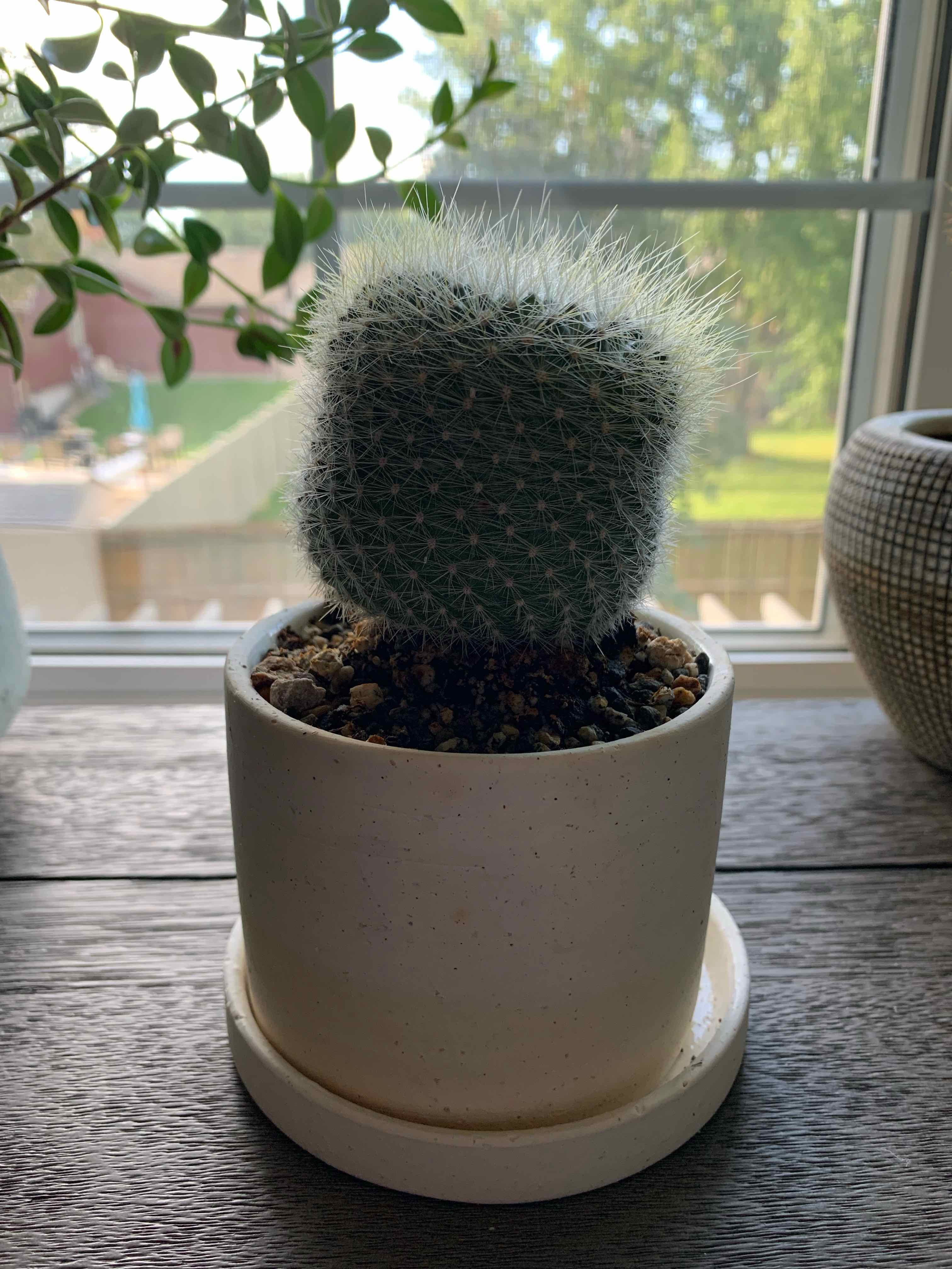 🤒 Why Are There Brown Spots on My Scarlet Ball Cactus?