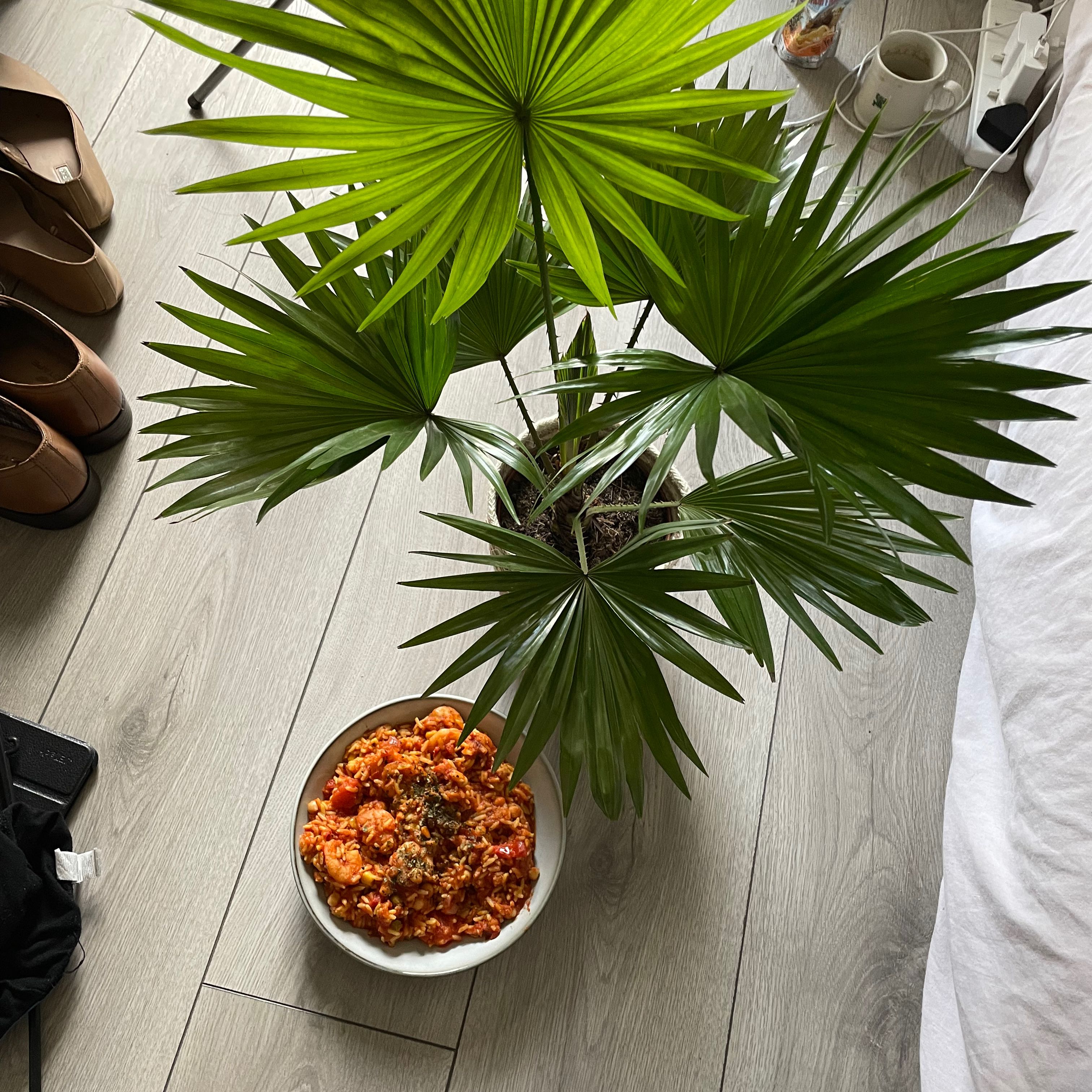 How Should Chinese Fan Palm Be Cut Back?