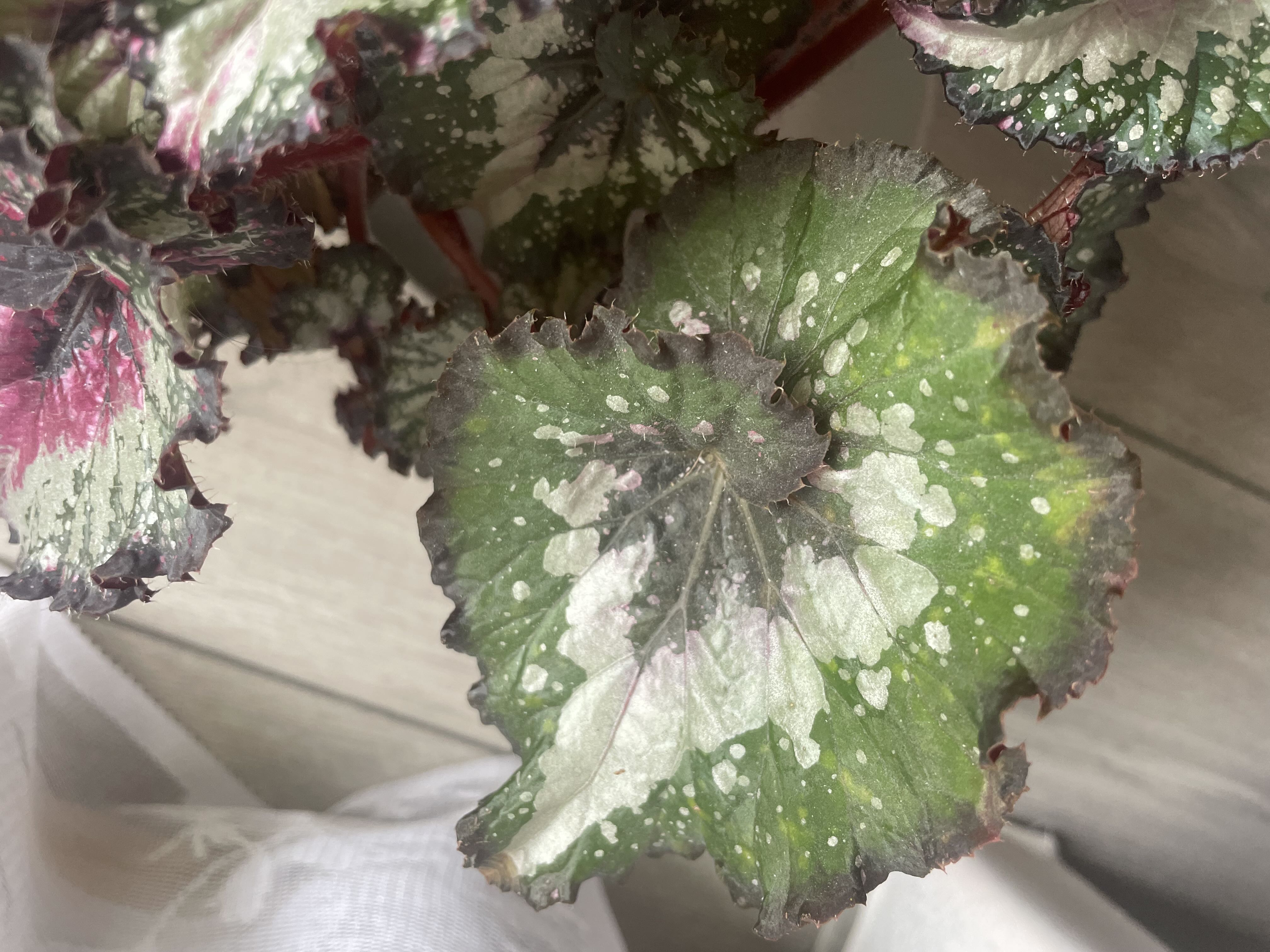 The Complete Fuchsia Begonia 'Rose' Plant Care Guide: Water, Light & Beyond